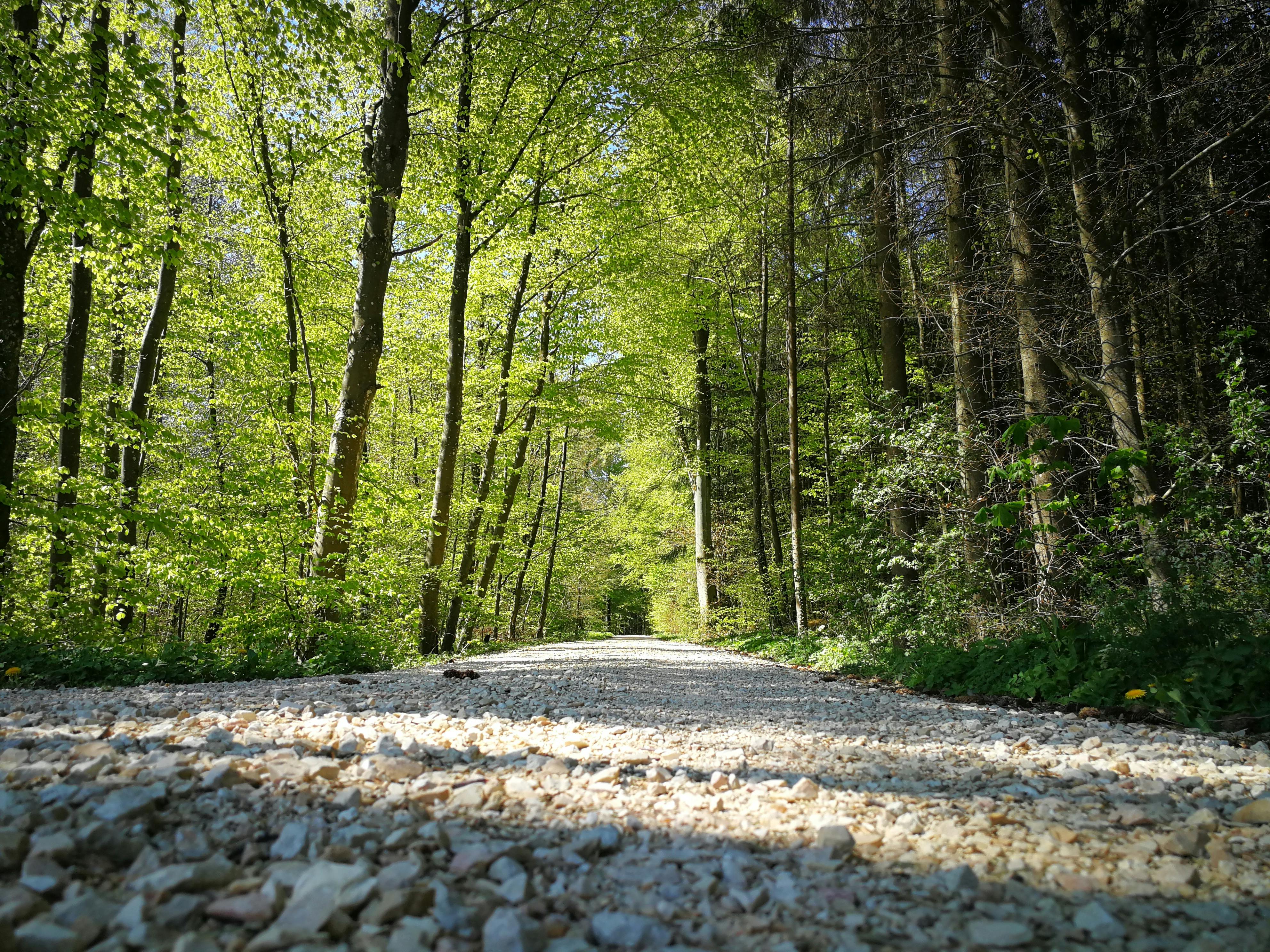 A Woman Stepping on a Fallen Tree · Free Stock Photo