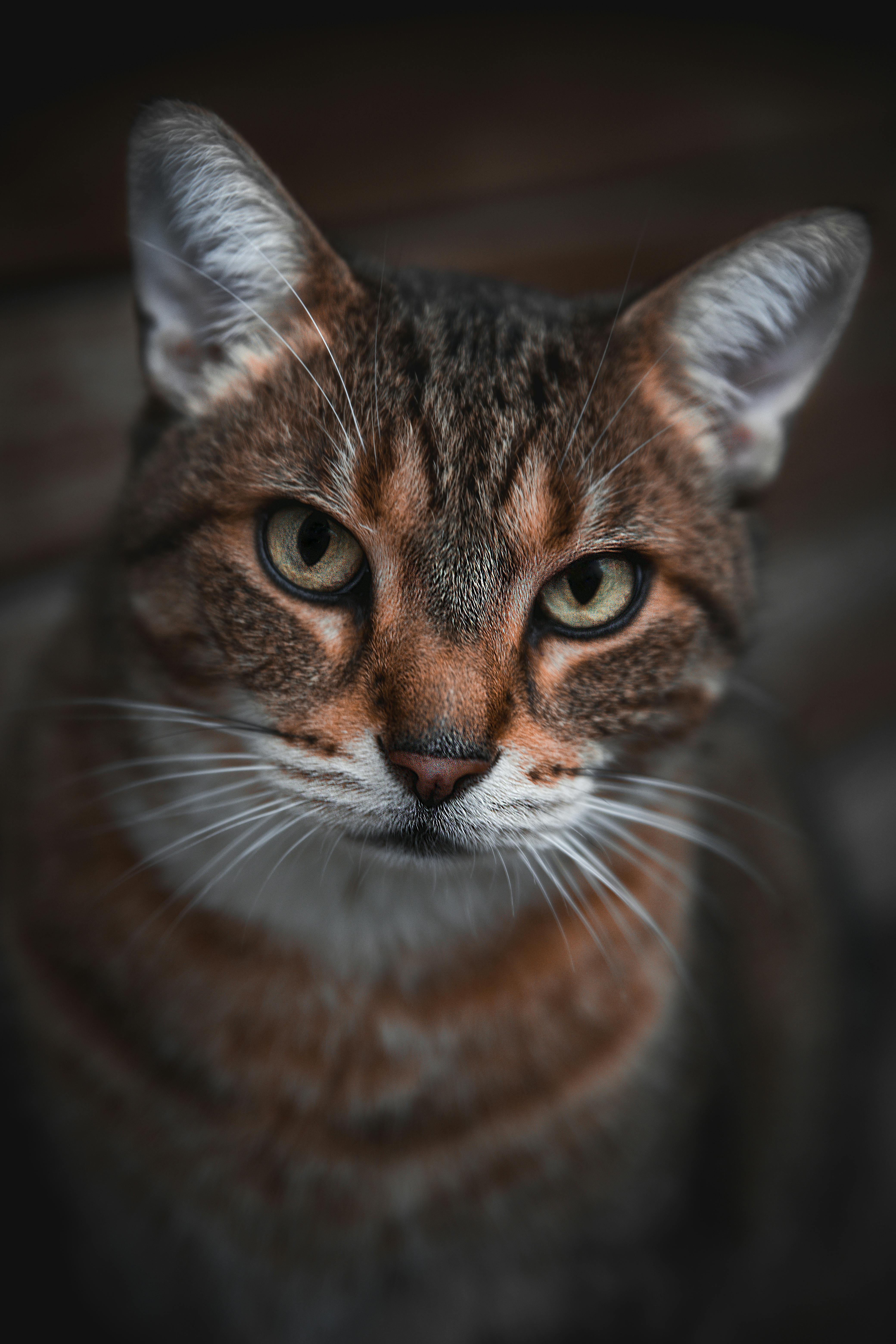 Close-Up Shot of a Cat · Free Stock Photo