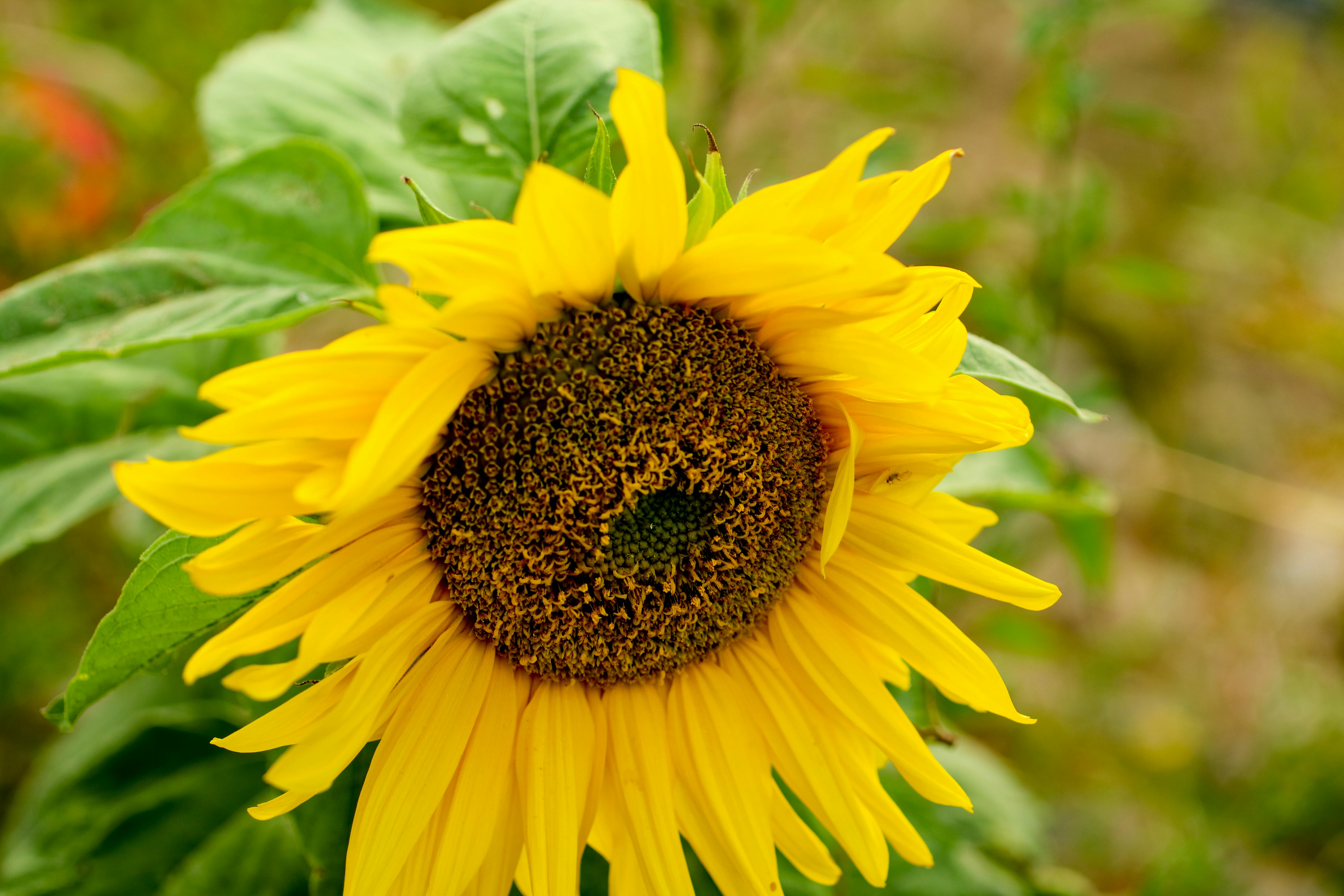 Chanaka Perera - 사진