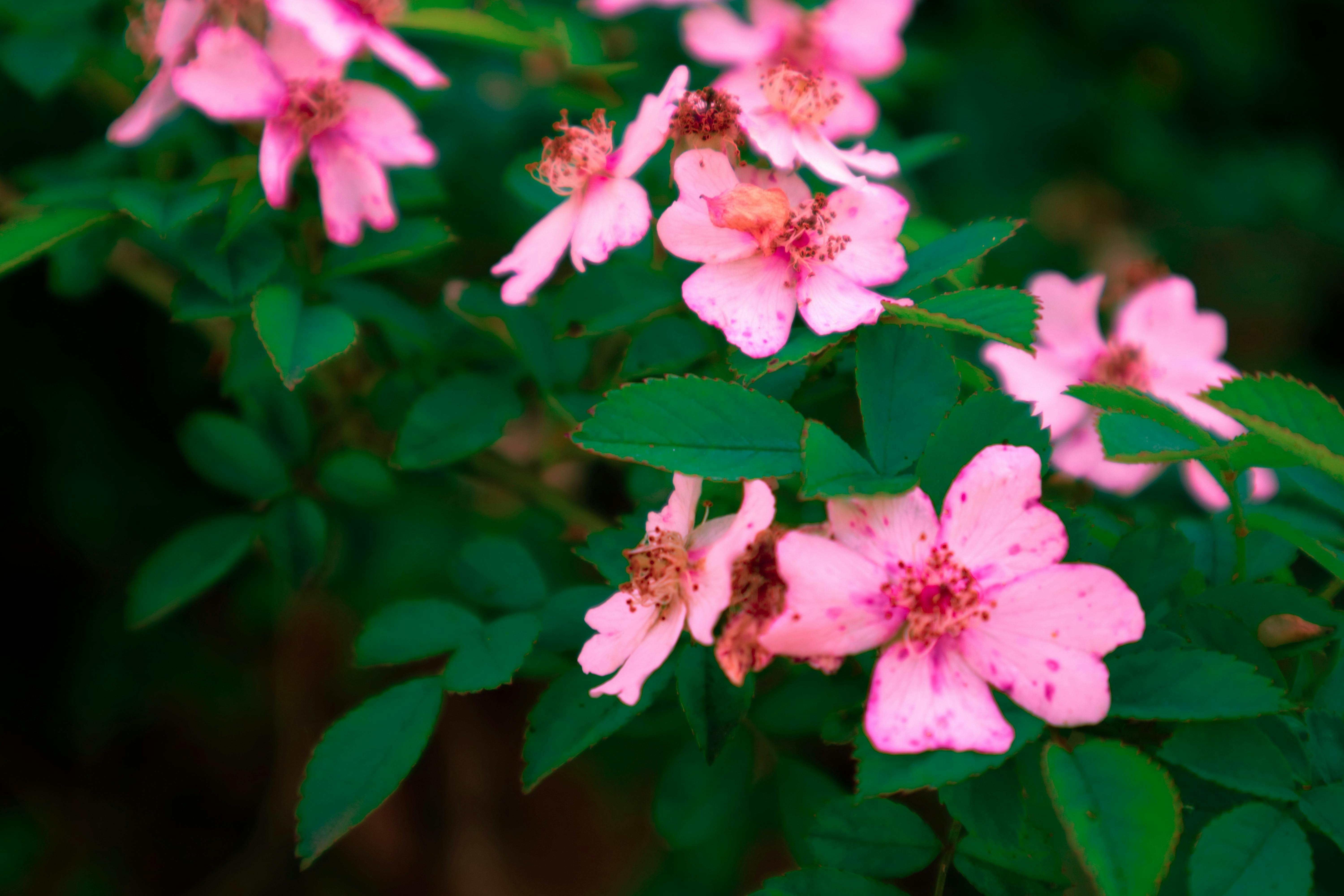 Chanaka Perera - 사진