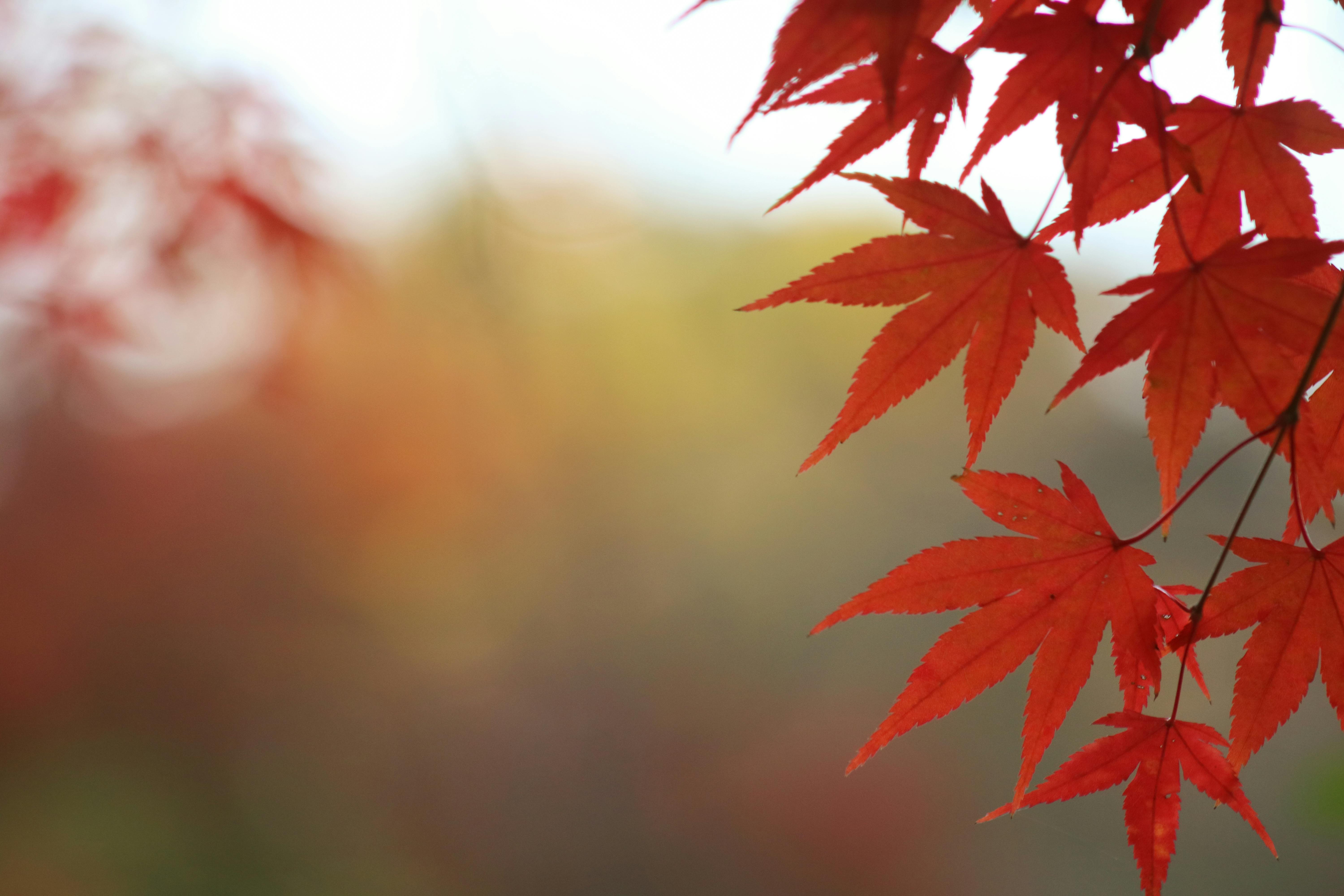 Chanaka Perera - 사진