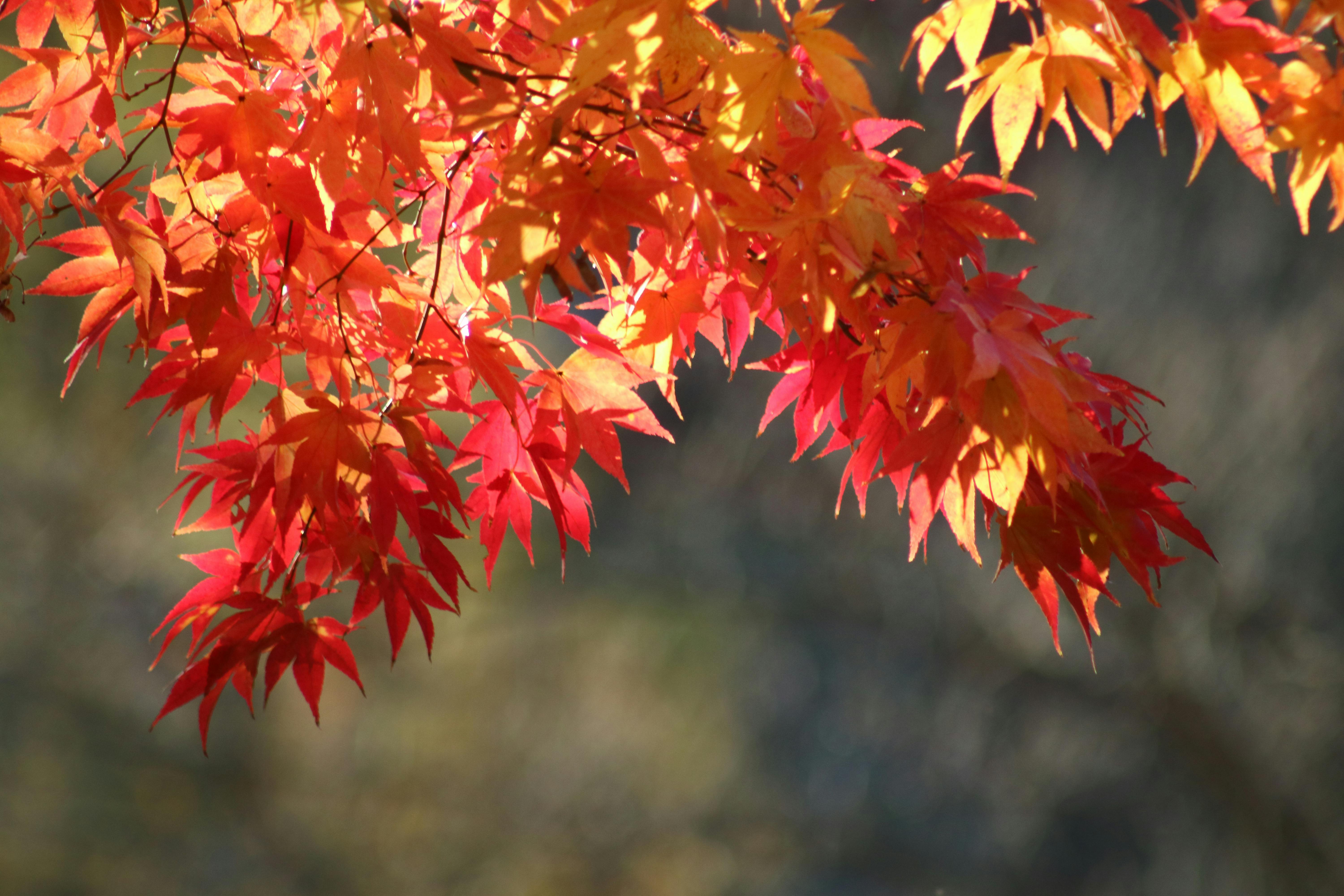 Chanaka Perera - 사진