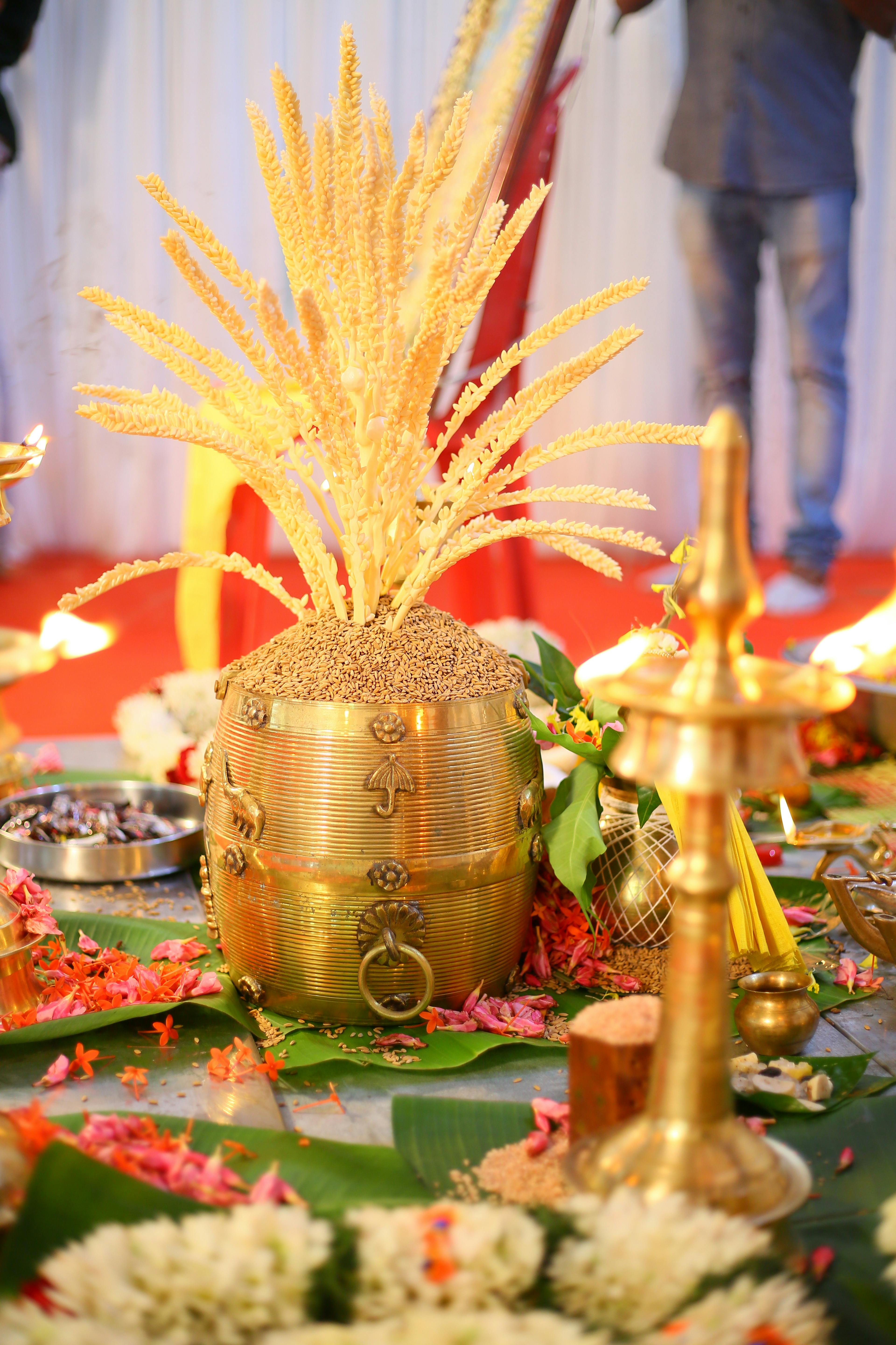 Yellow Plant on Golden Pot · Free Stock Photo