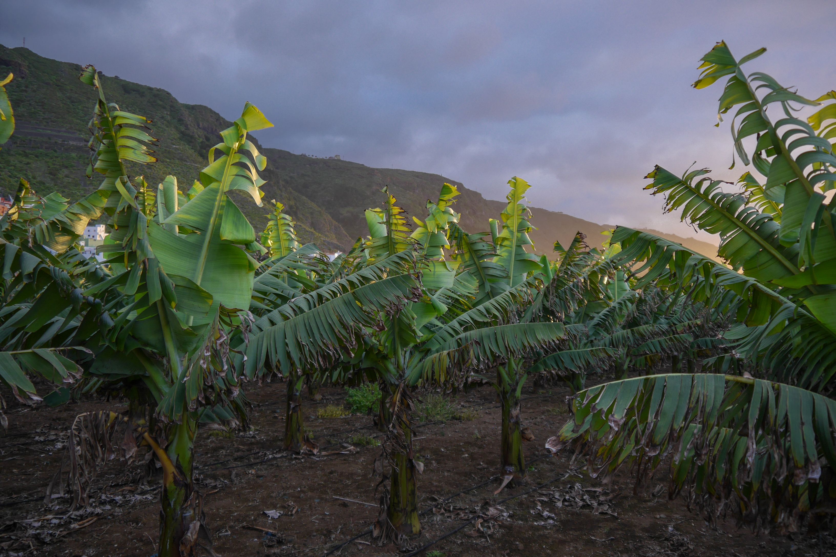 Banana Farm Photos, Download The BEST Free Banana Farm Stock Photos ...