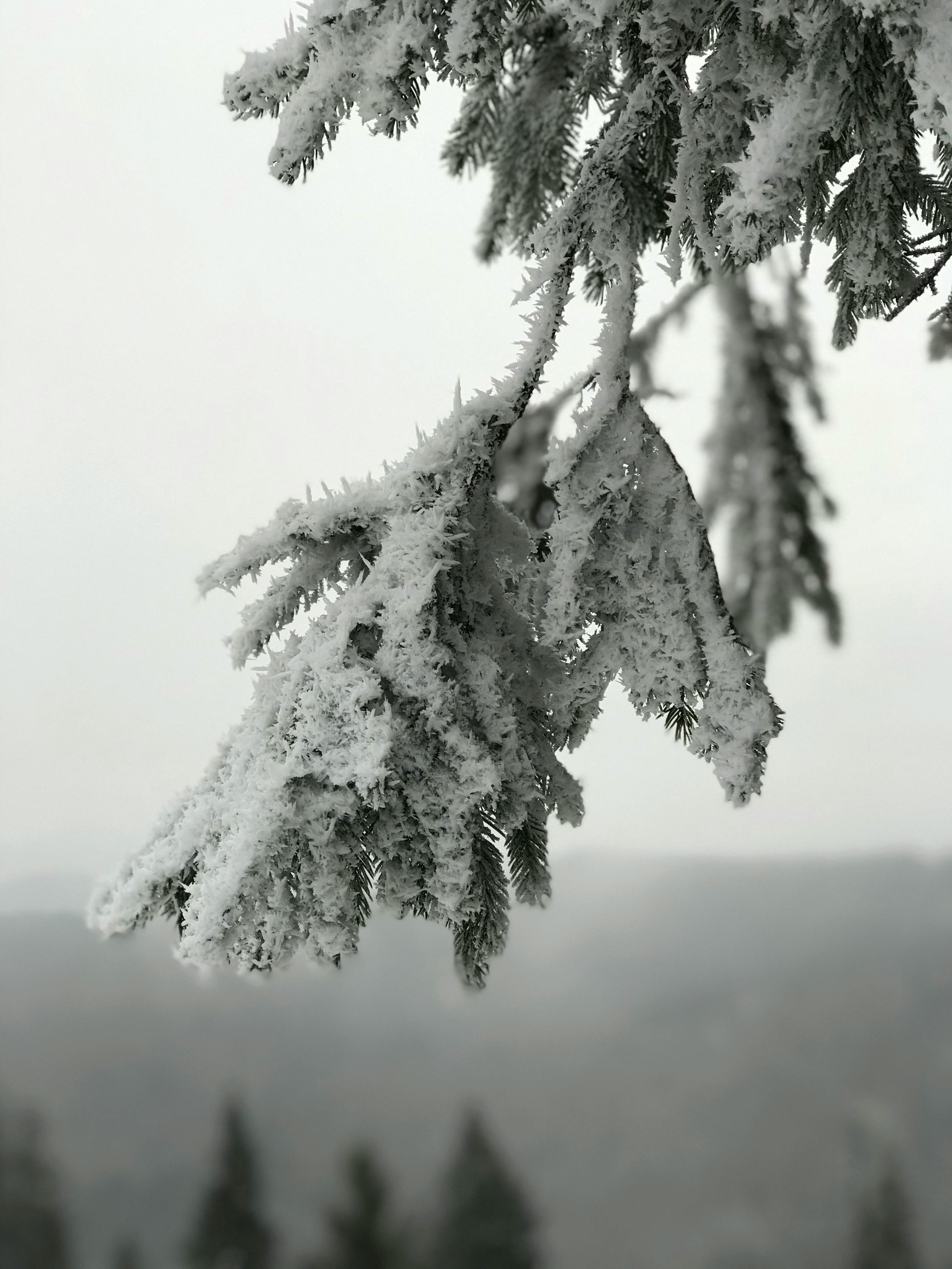 199,967+ Best Free Winter tree Stock Photos & Images · 100% Royalty ...