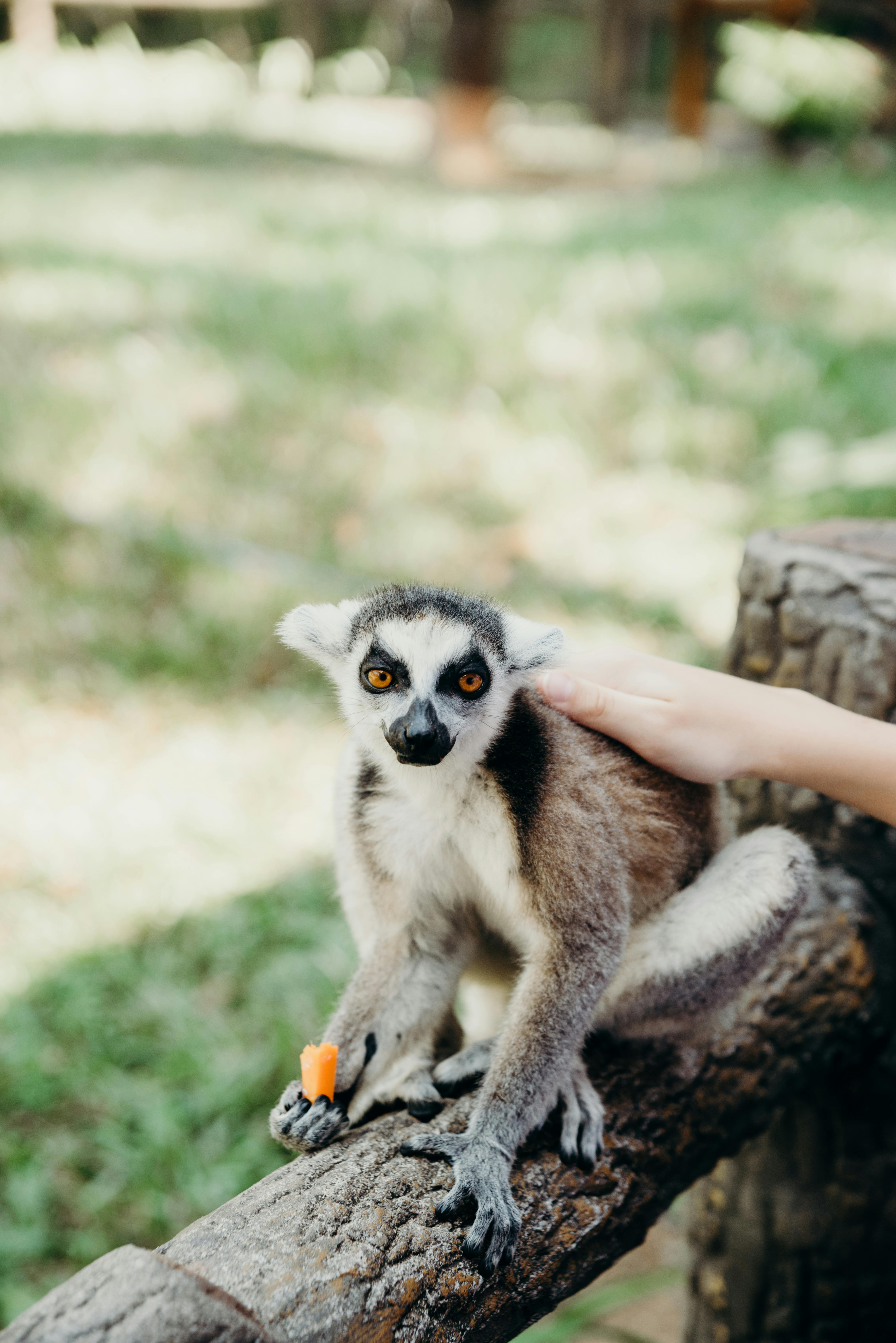 Portrait of Lemur Sitting on Tree Outdoors · Free Stock Photo