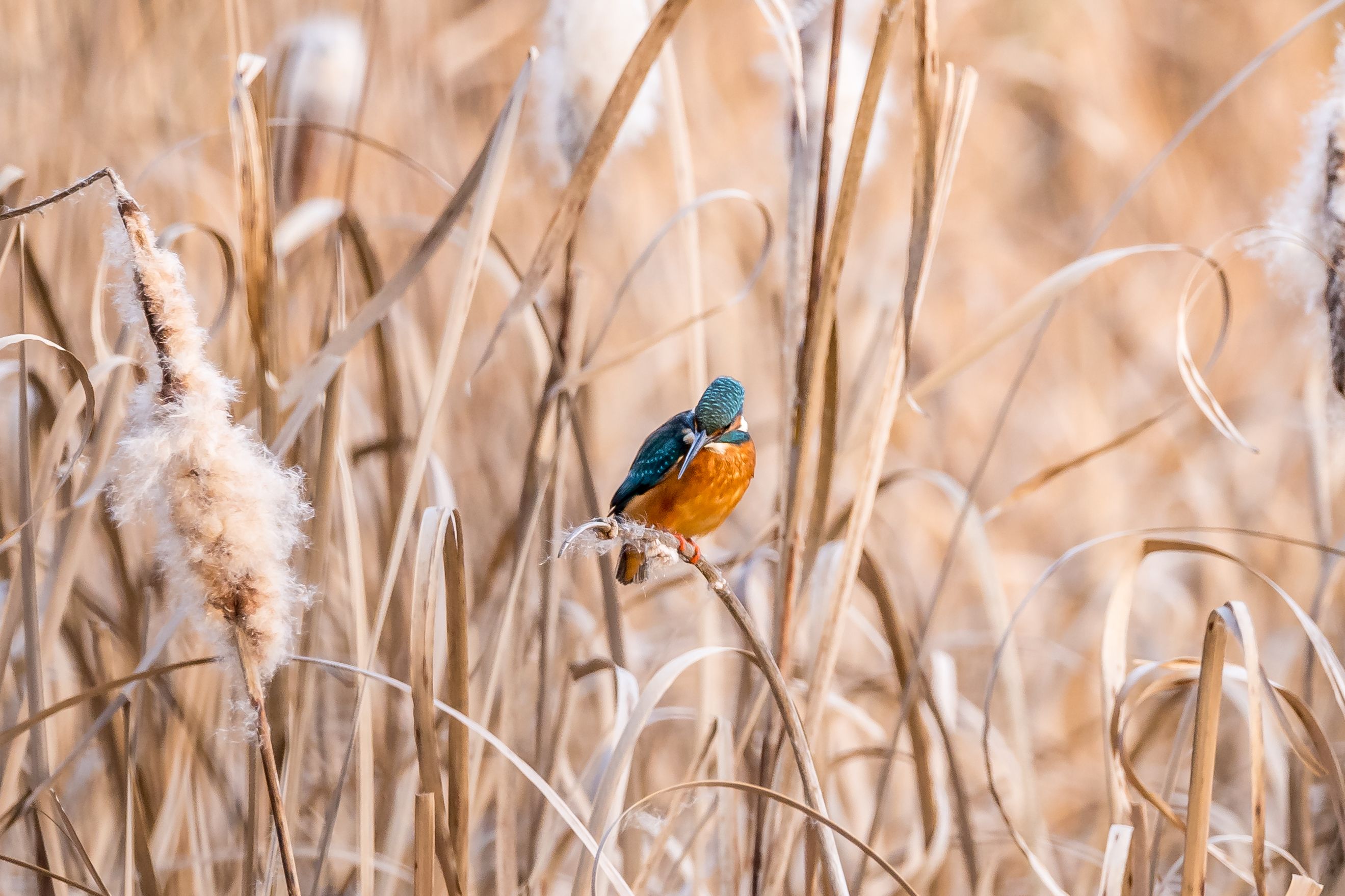 A Kingfisher Standing on a Rope · Free Stock Photo