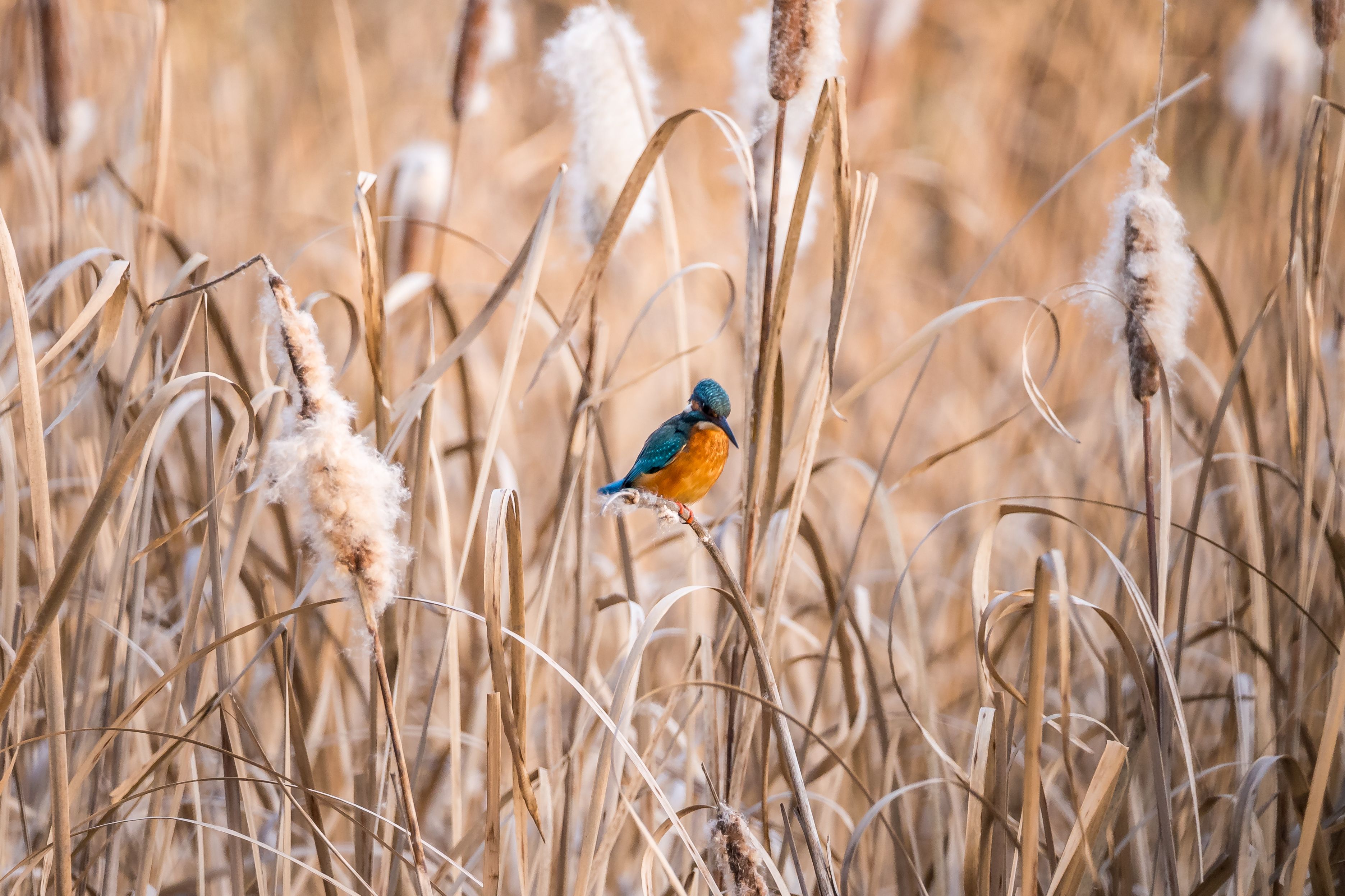 A Kingfisher Standing on a Rope · Free Stock Photo
