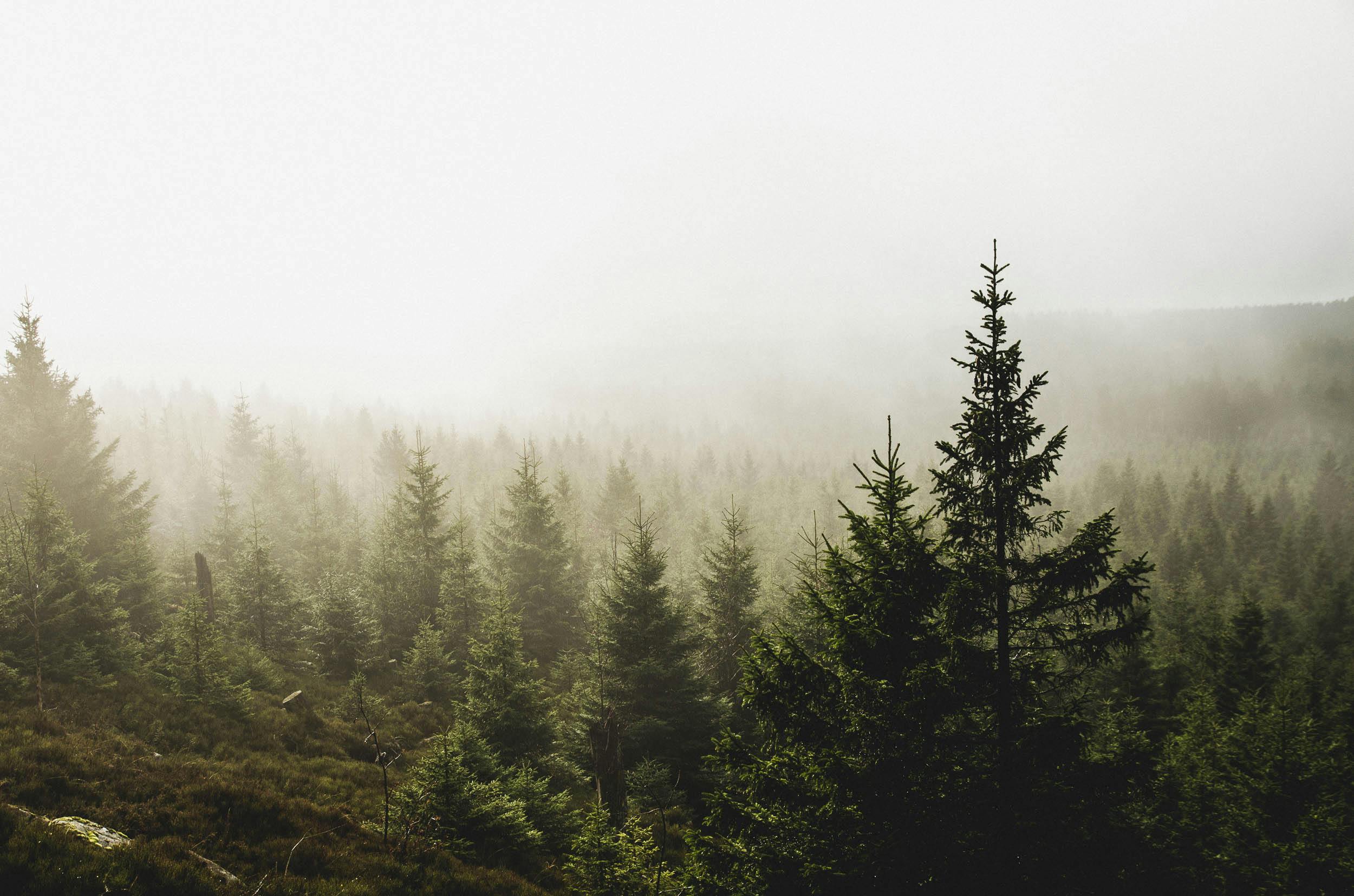 Pine Tree Forest in Mist · Free Stock Photo