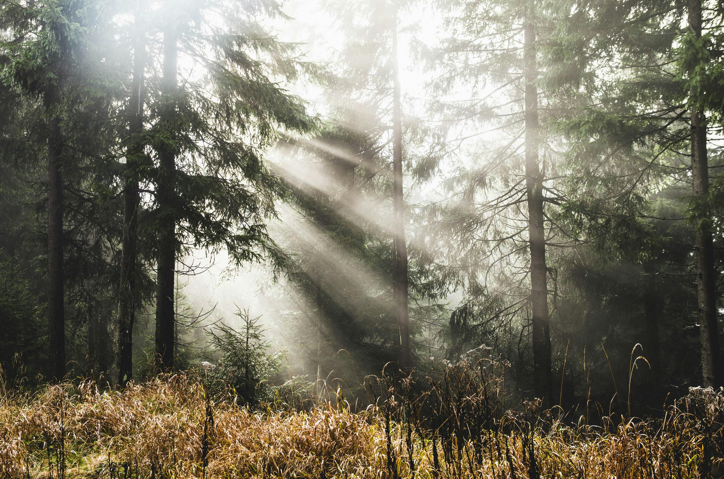 Magical Forest Photos, Download The BEST Free Magical Forest Stock ...