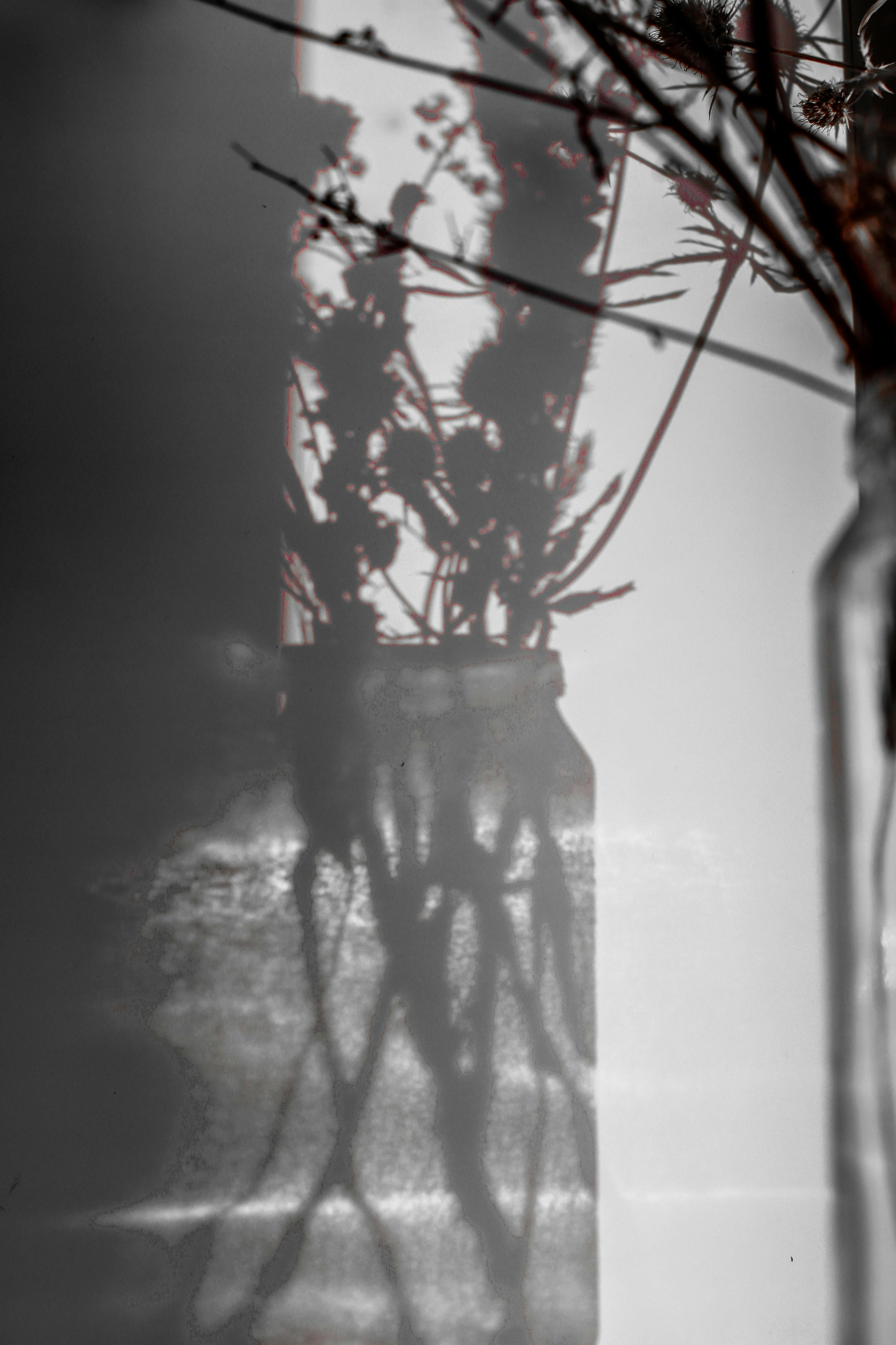 Tree Shadow on Wall · Free Stock Photo