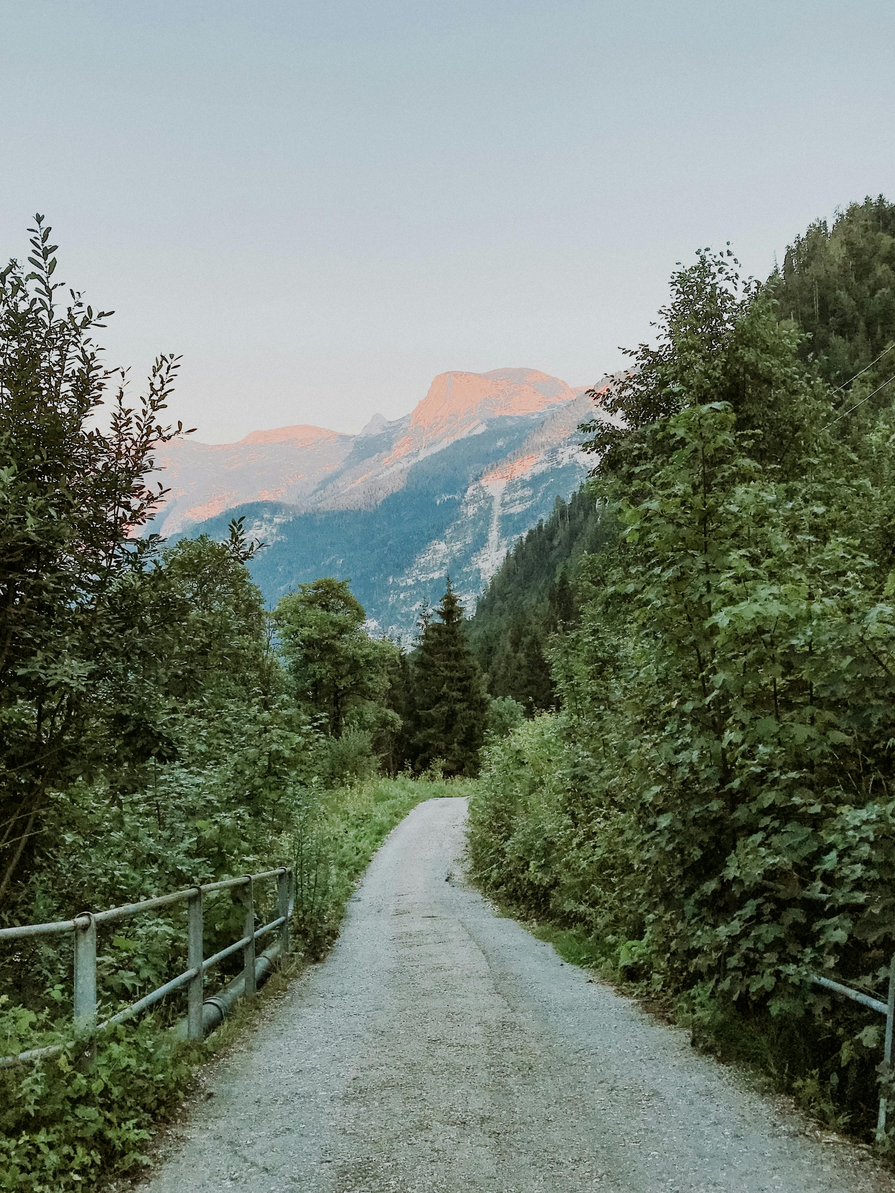 Trees in the Mountain During Golden Hour · Free Stock Photo