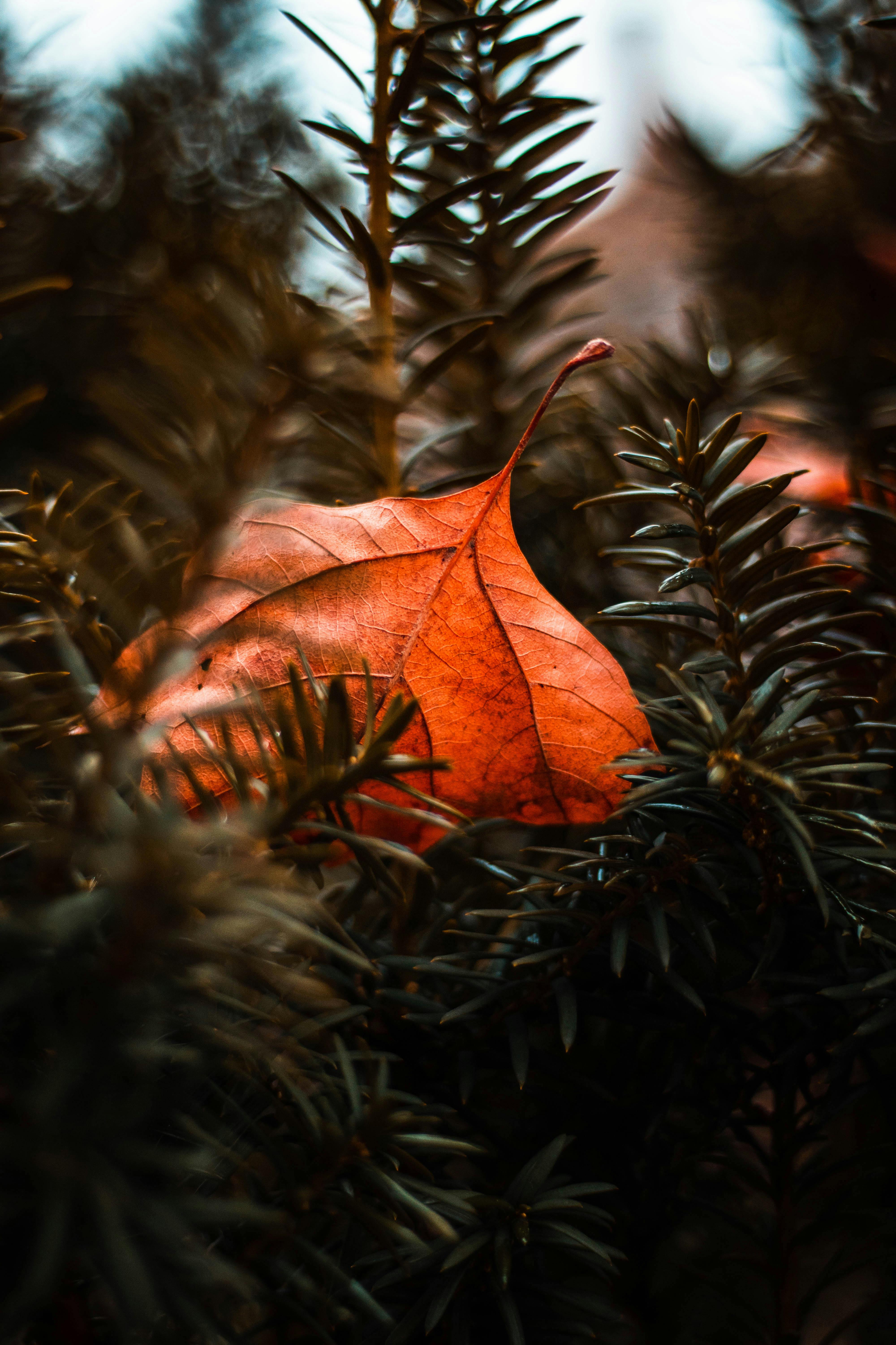 Stems of Brown Withering Leaves Covered With Snow · Free Stock Photo