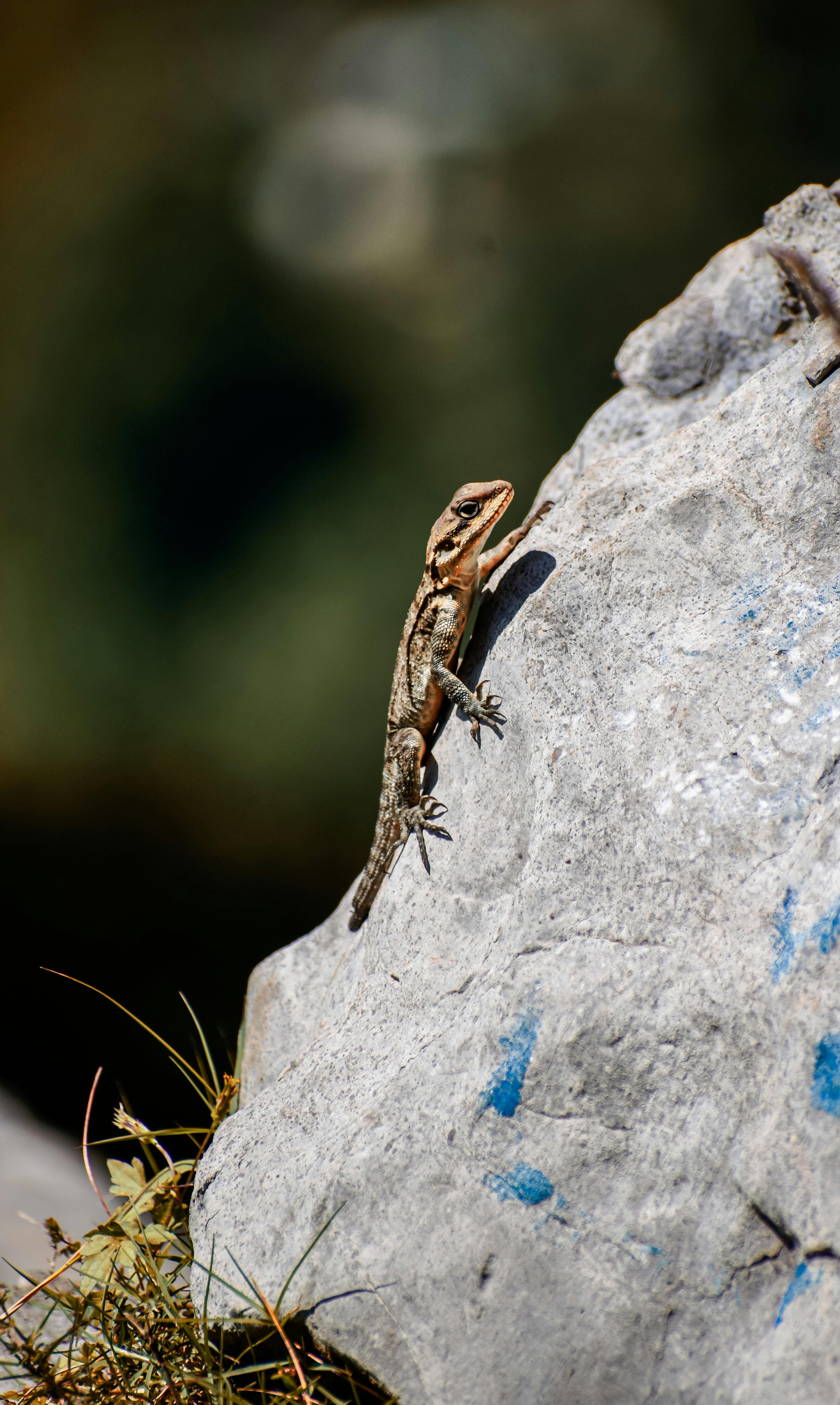 A Lizard on a Rock · Free Stock Photo