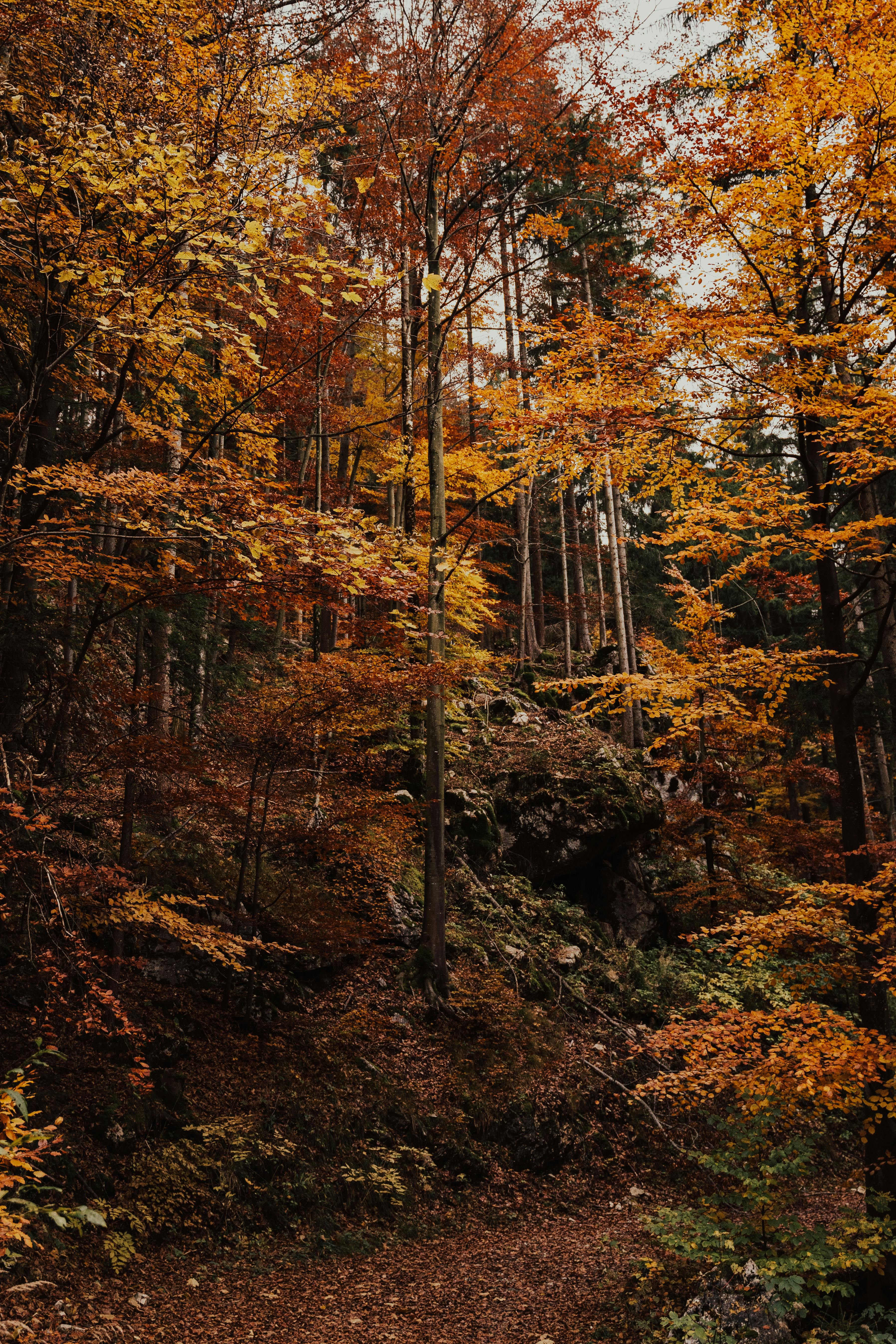 Brown Trees in a Forest · Free Stock Photo