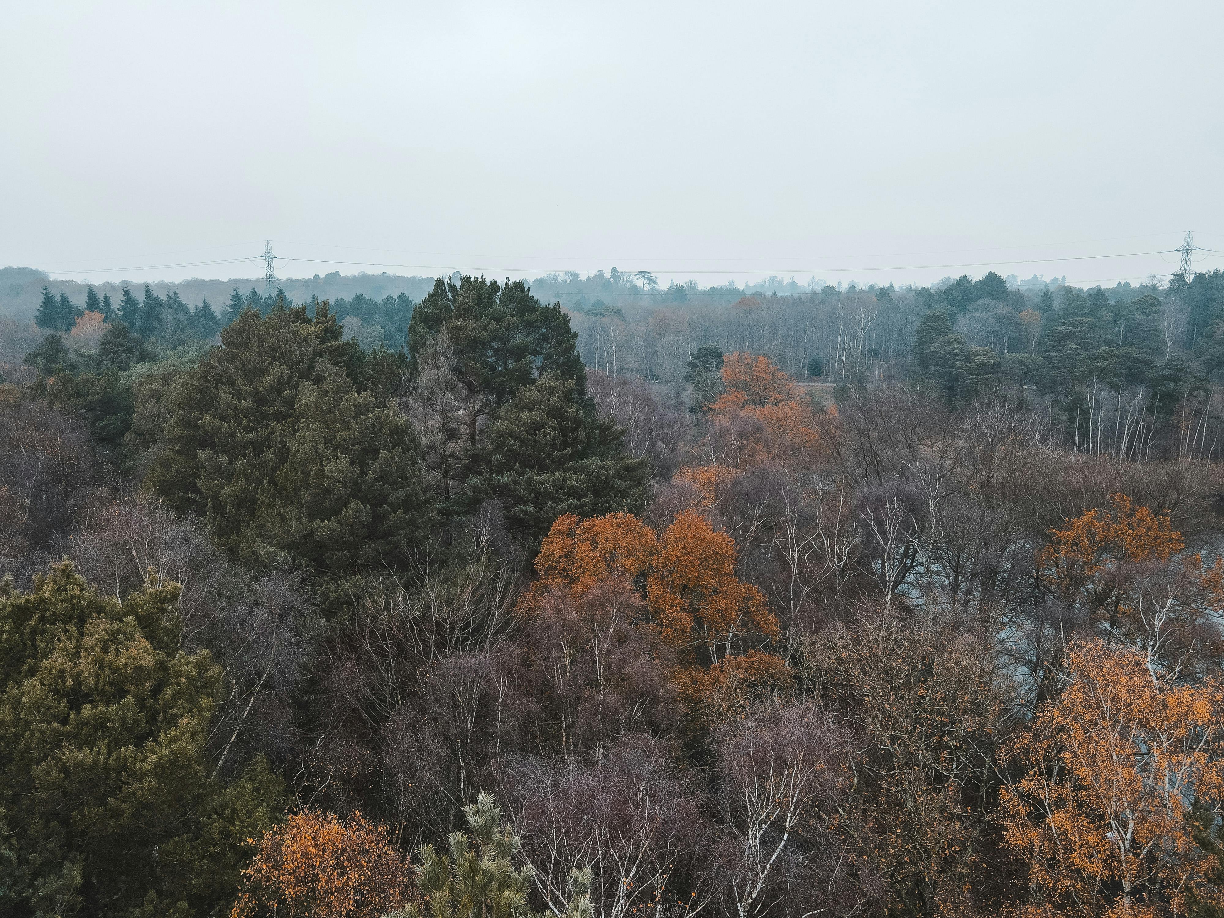 Forest in fall under cloudy sky in daylight · Free Stock Photo