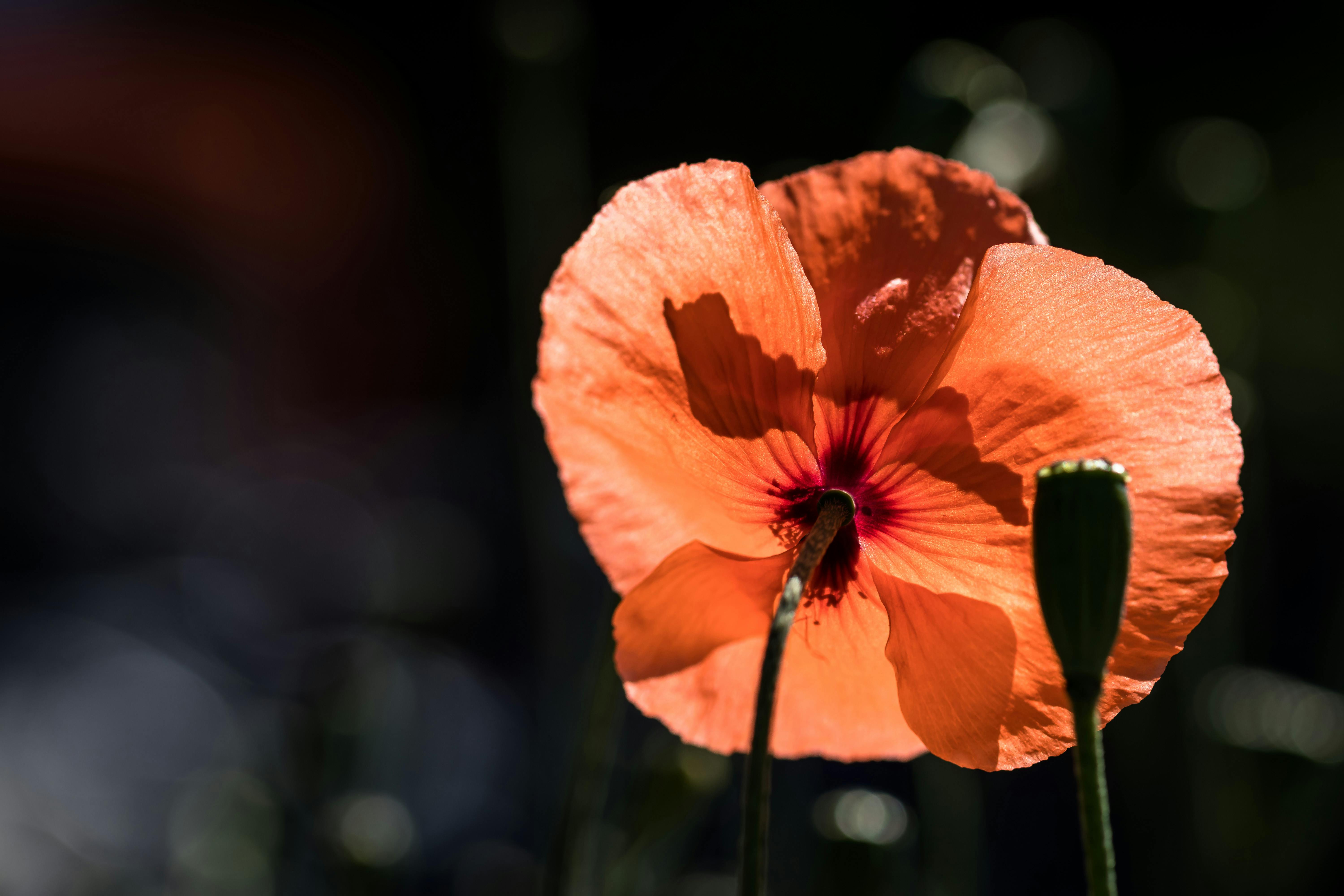 30+ Best Opium Photos · 100% Free Download · Pexels Stock Photos