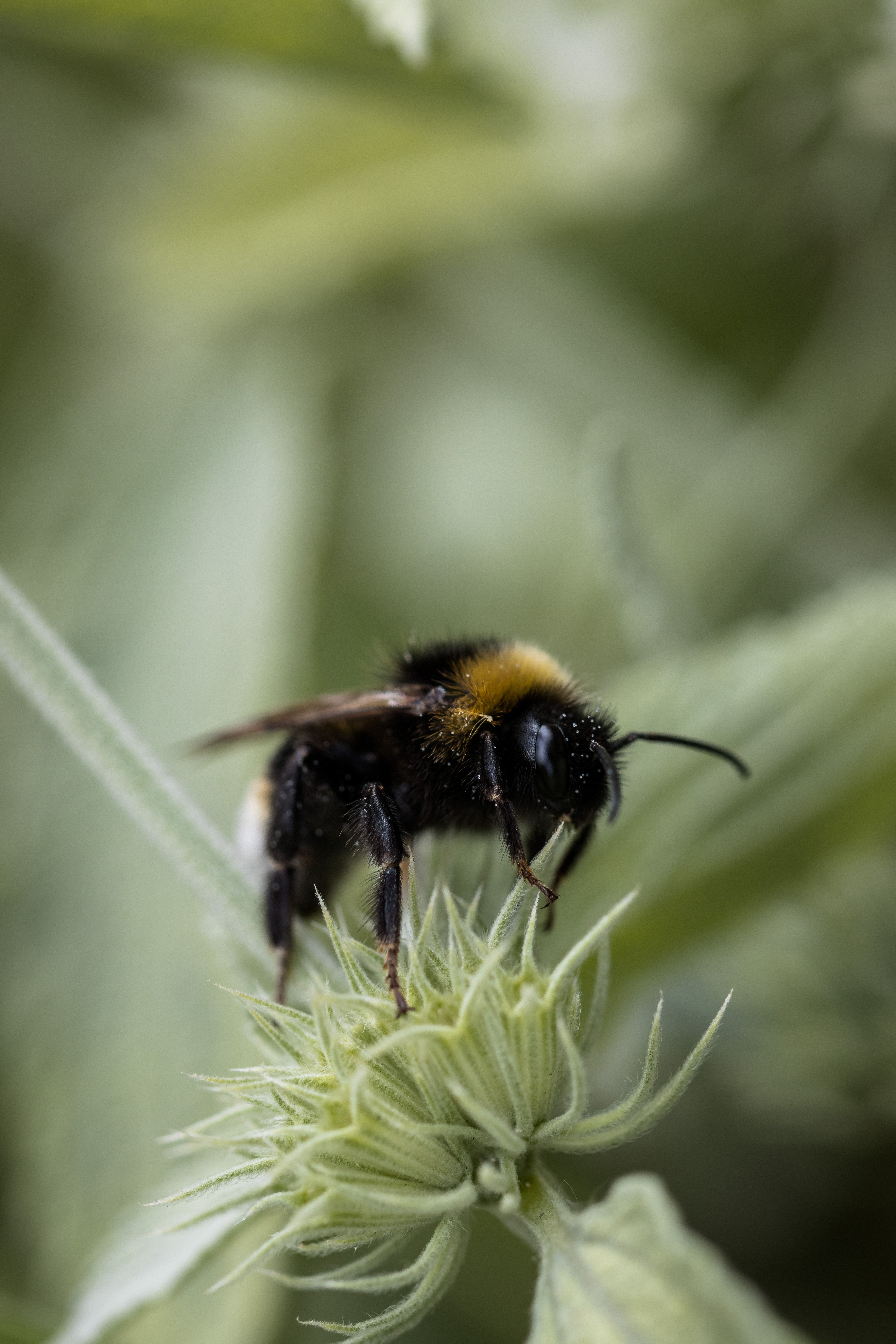 Photo of Bumblebee on Flower · Free Stock Photo