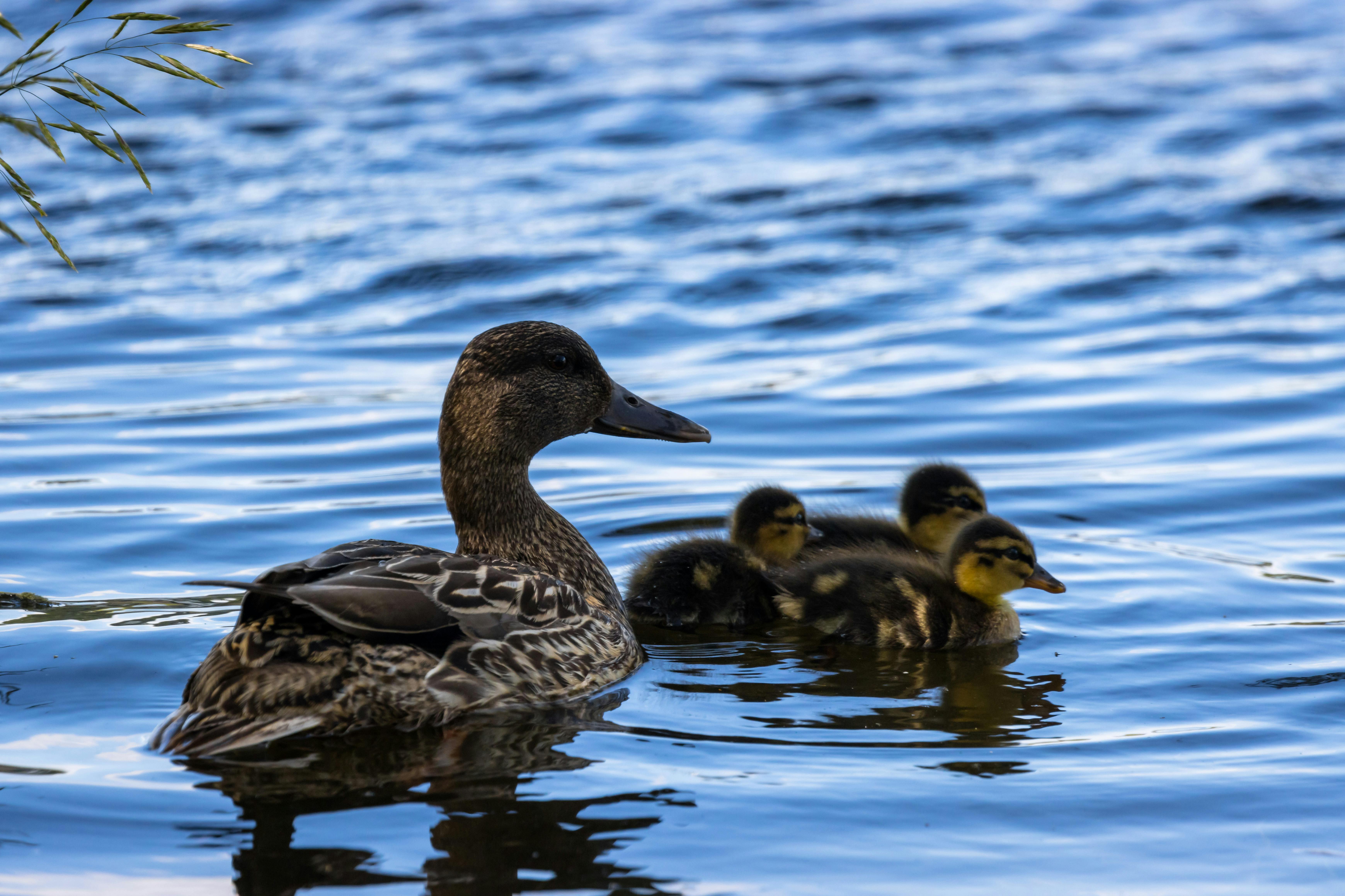 Flock of Mallard Ducks · Free Stock Photo