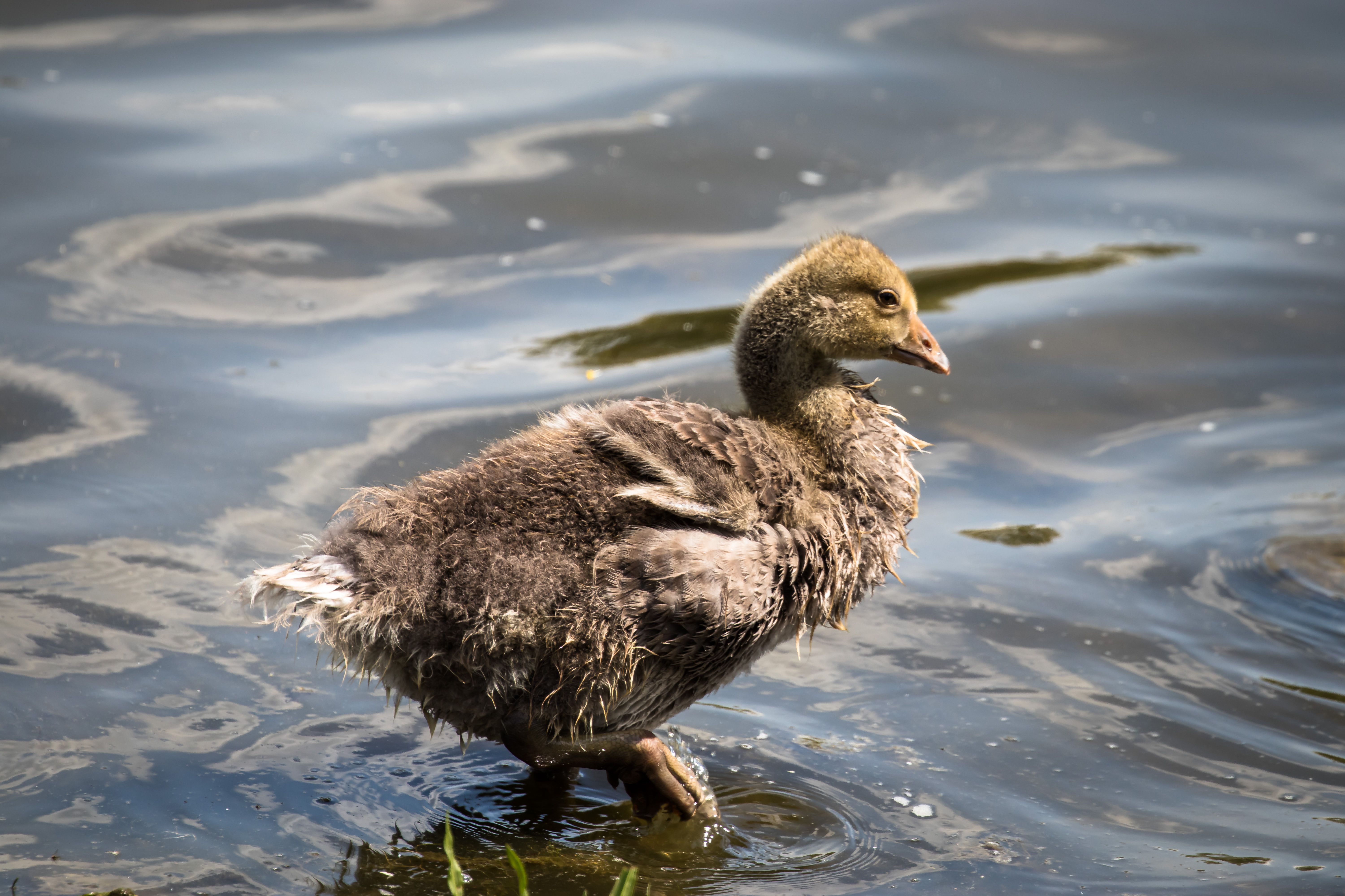 Red duck feet with membranes on pebbles · Free Stock Photo