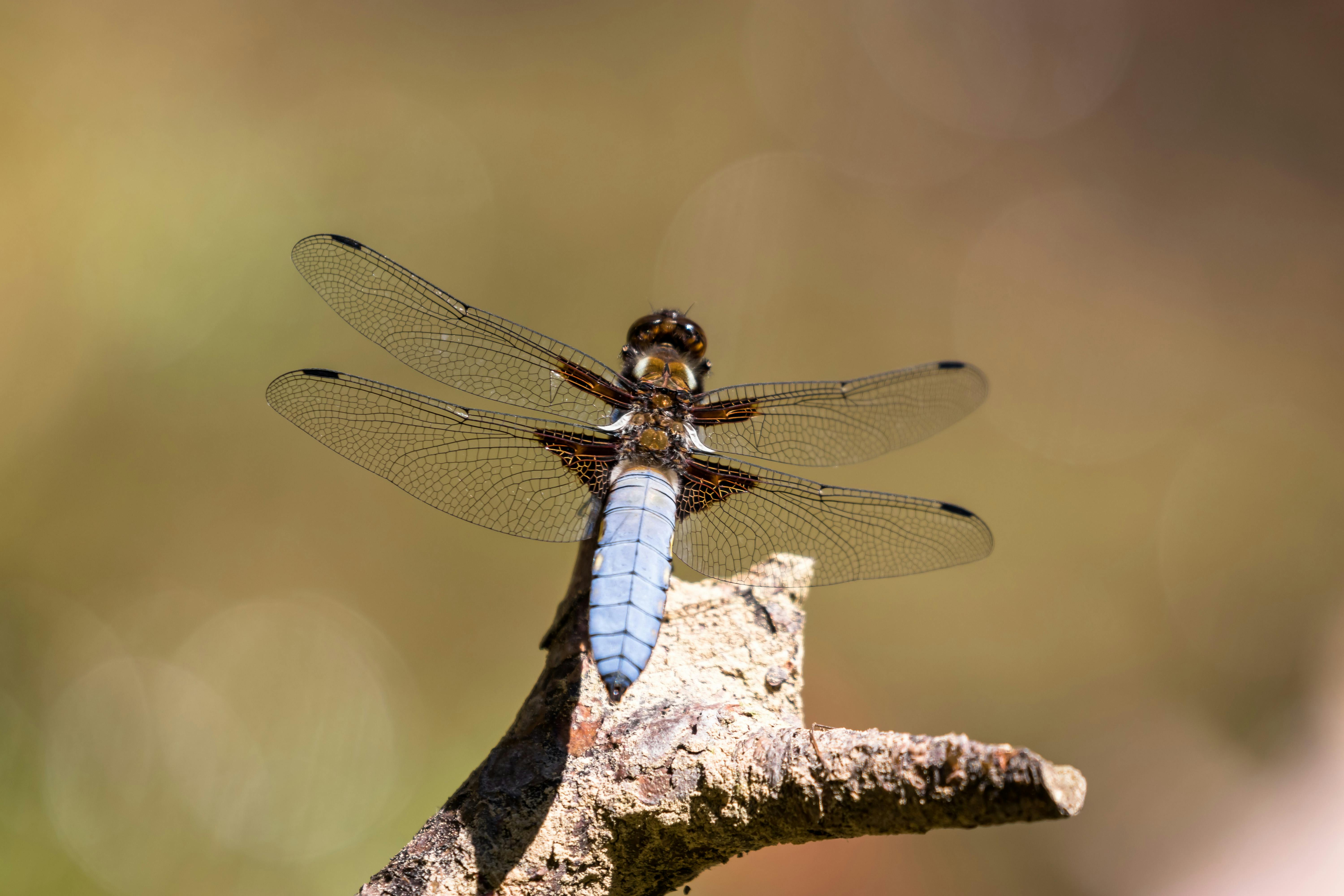 Blue Dragonfly Perch on Tree Branch · Free Stock Photo