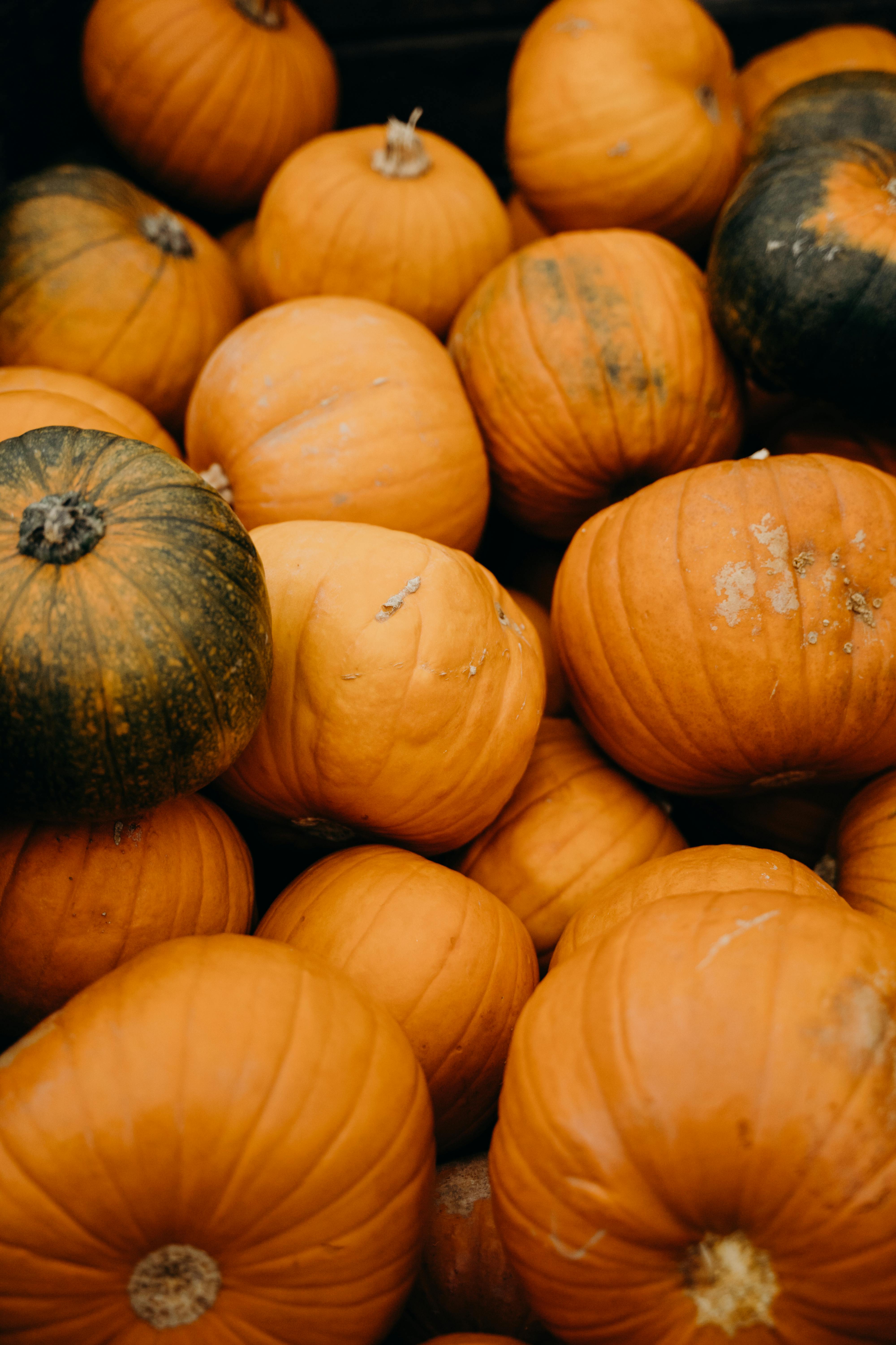 Pile of Pumpkins · Free Stock Photo