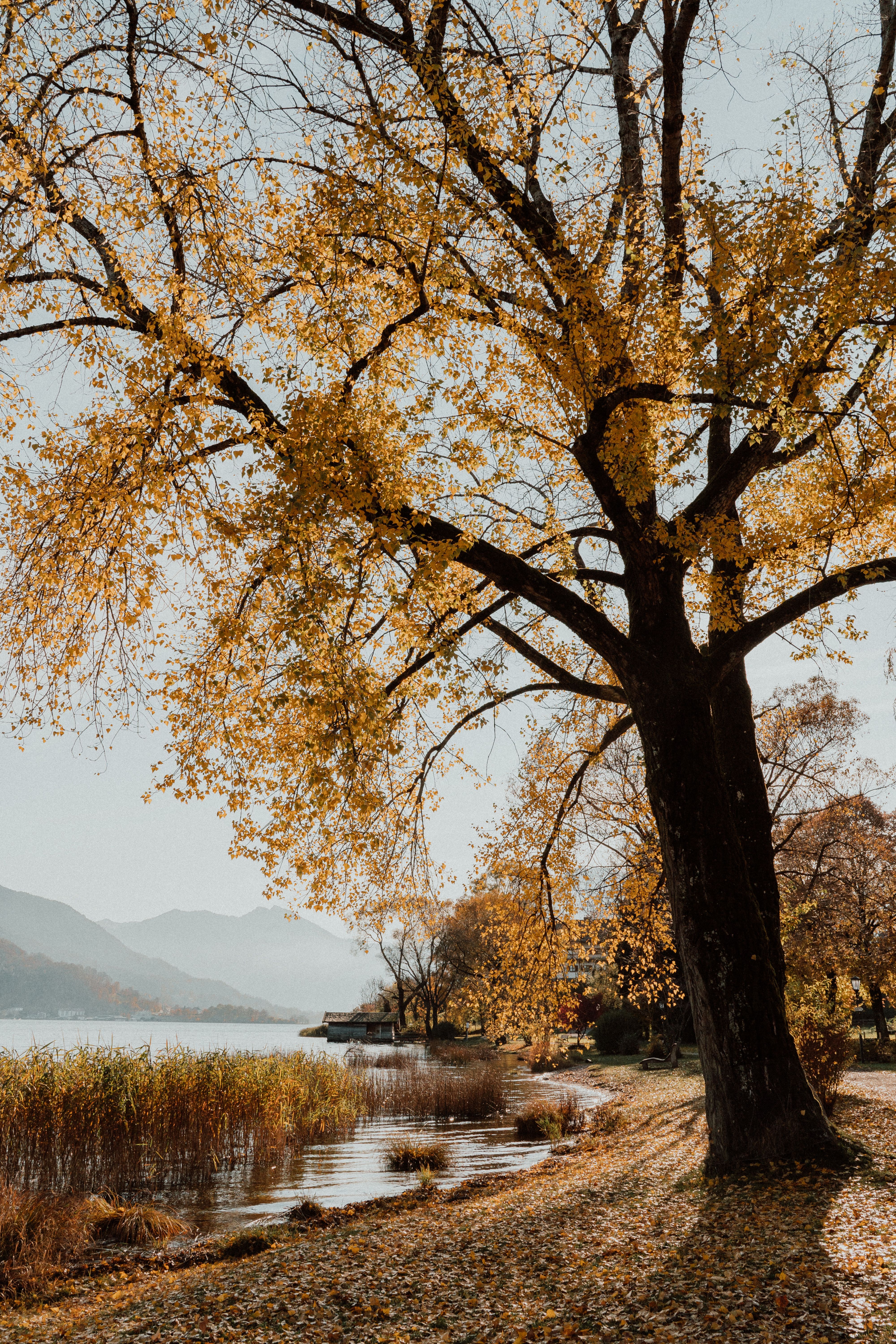 Autumn Trees near a Lake · Free Stock Photo