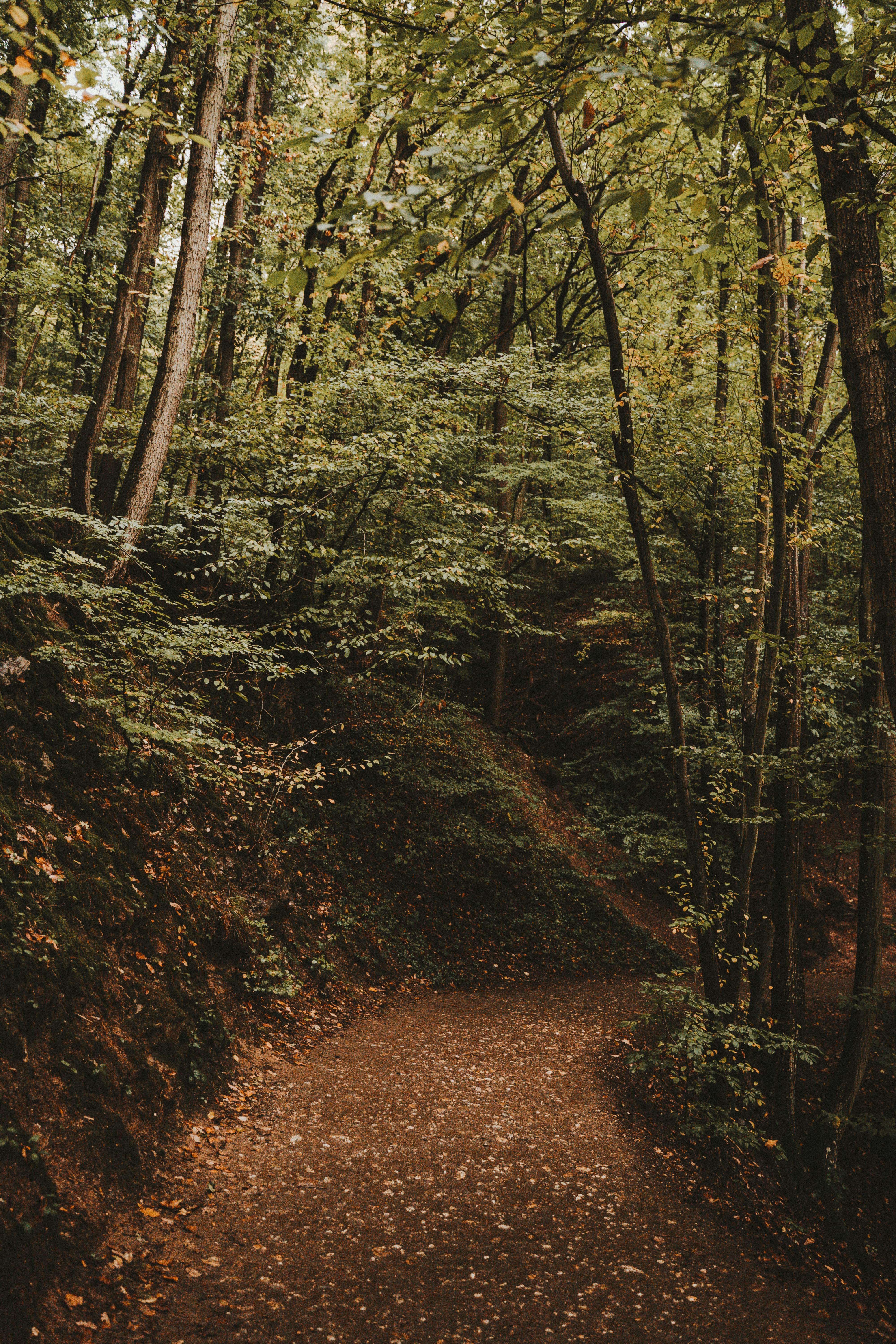 A Forest Path in Between Trees · Free Stock Photo
