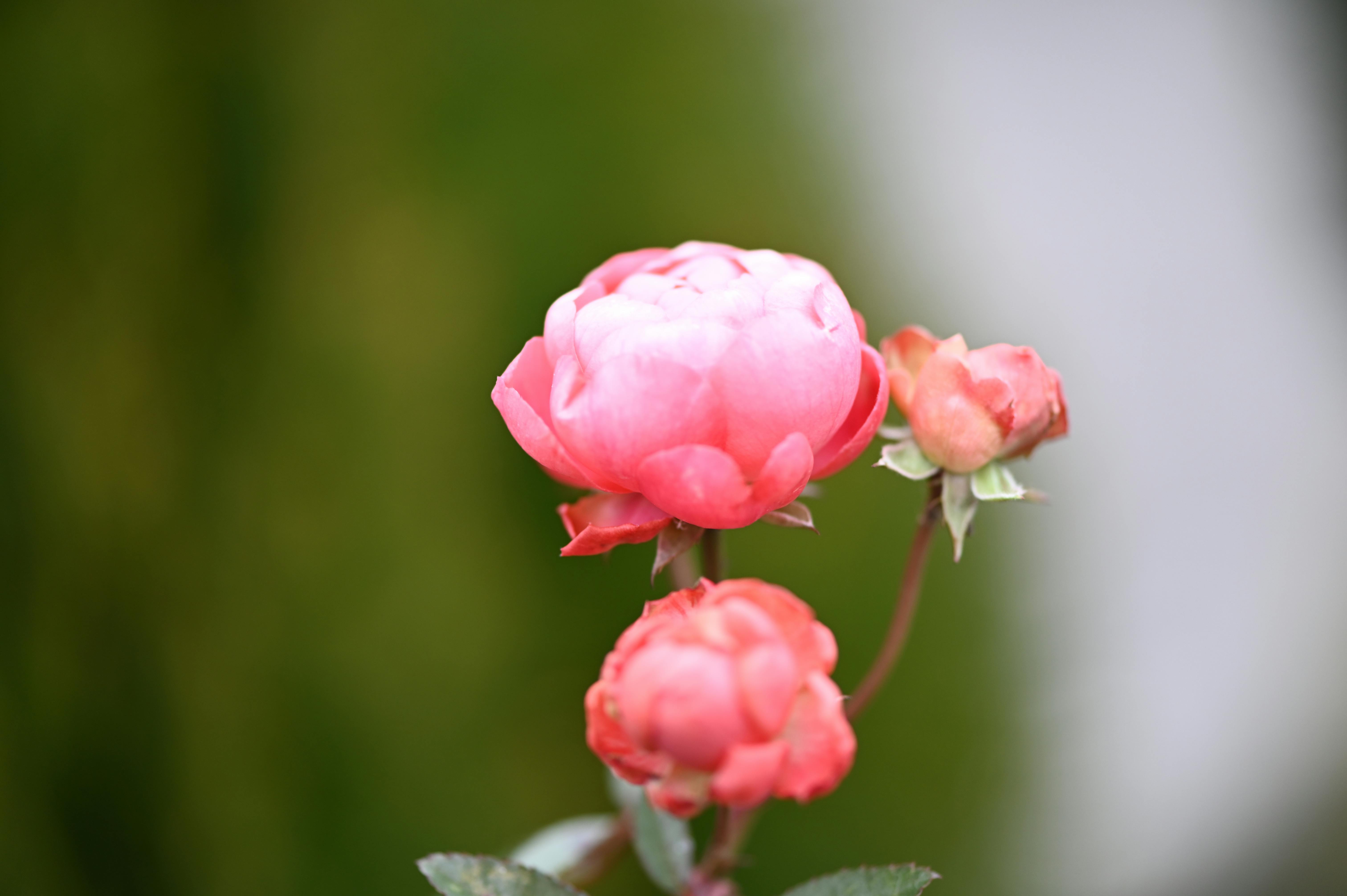 Selective Focus Photography of Pink Peony Flowers · Free Stock Photo