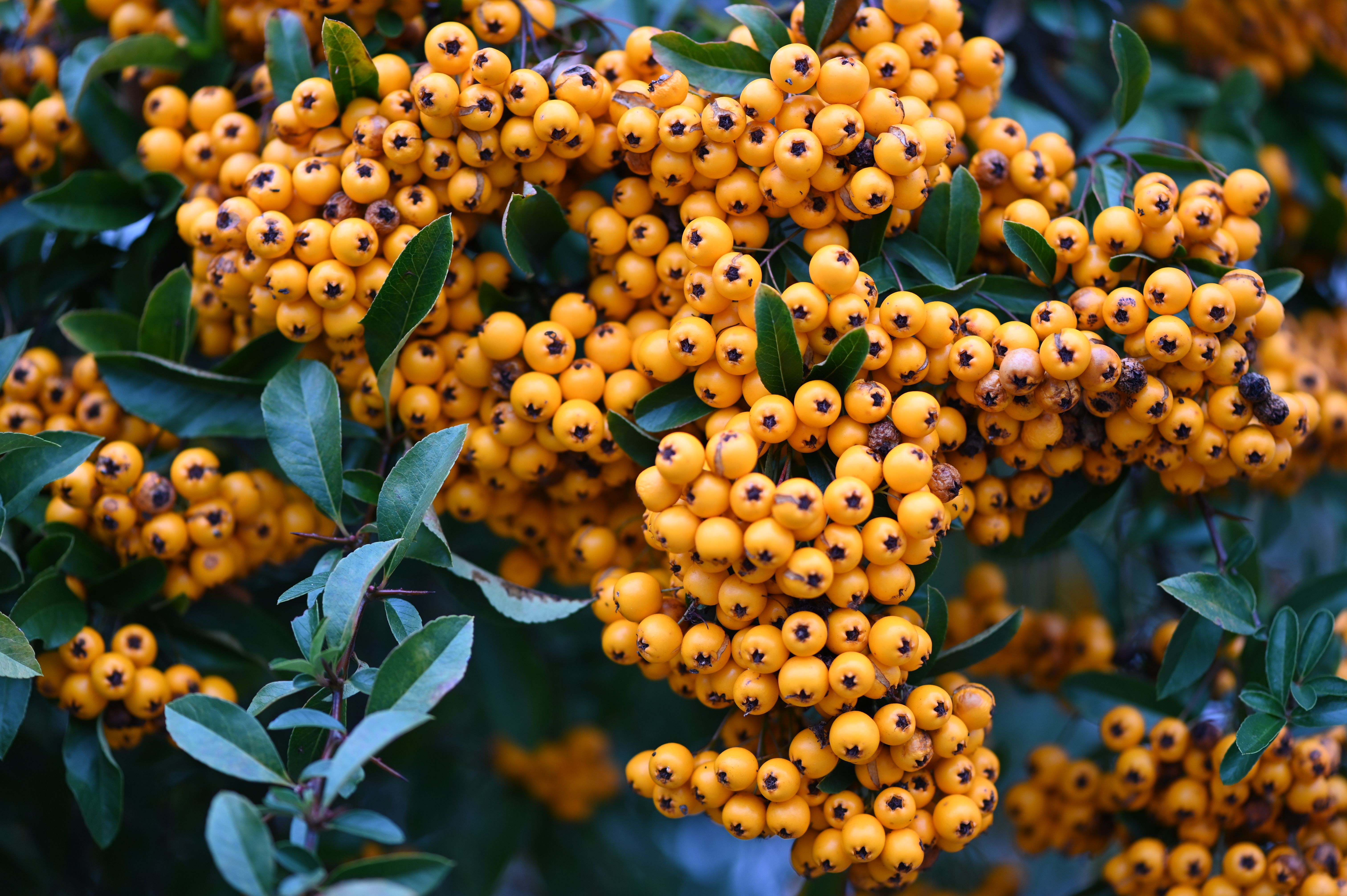 Pyracantha Photos, Download The BEST Free Pyracantha Stock Photos & HD ...