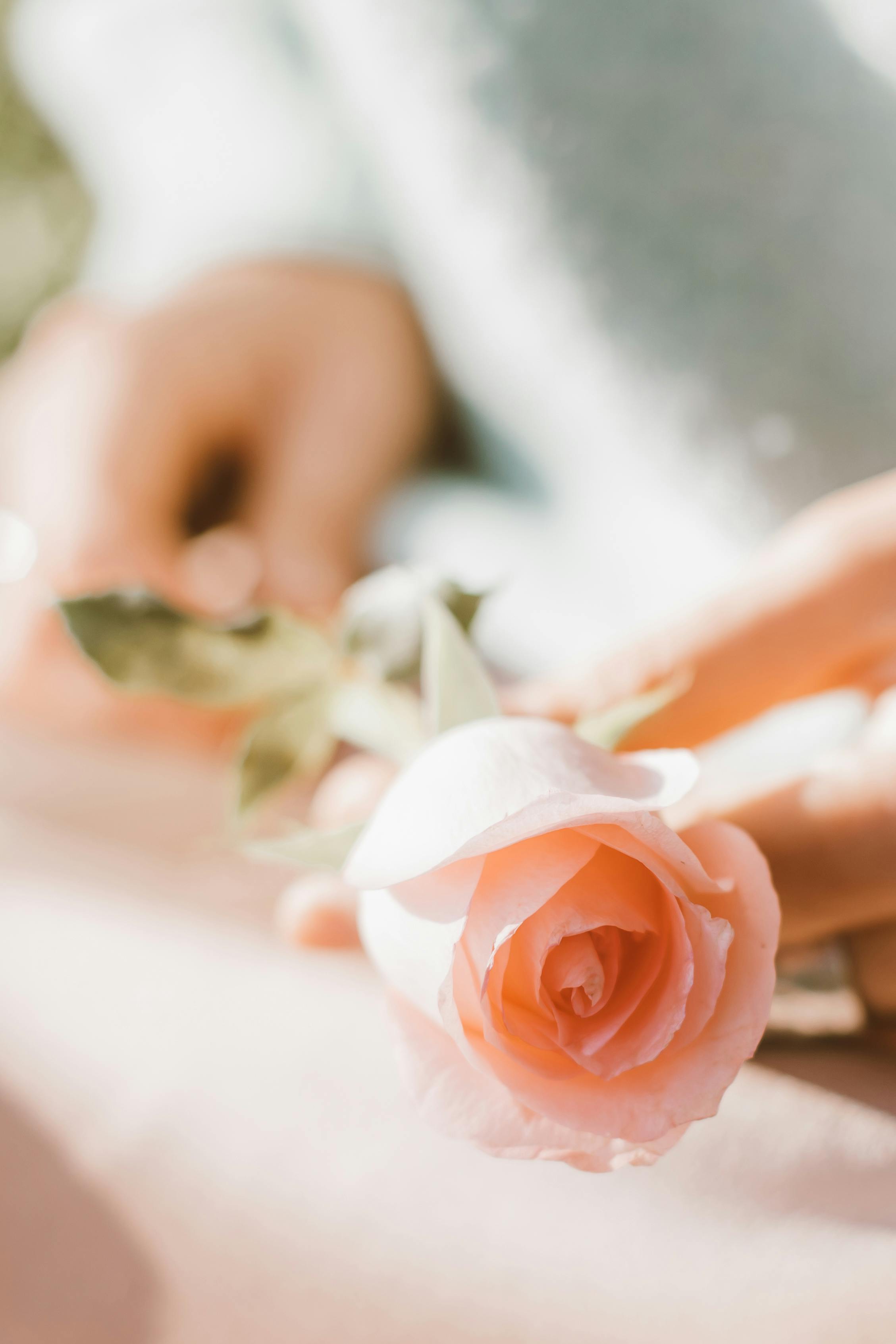 Person Holding a Pink Rose · Free Stock Photo
