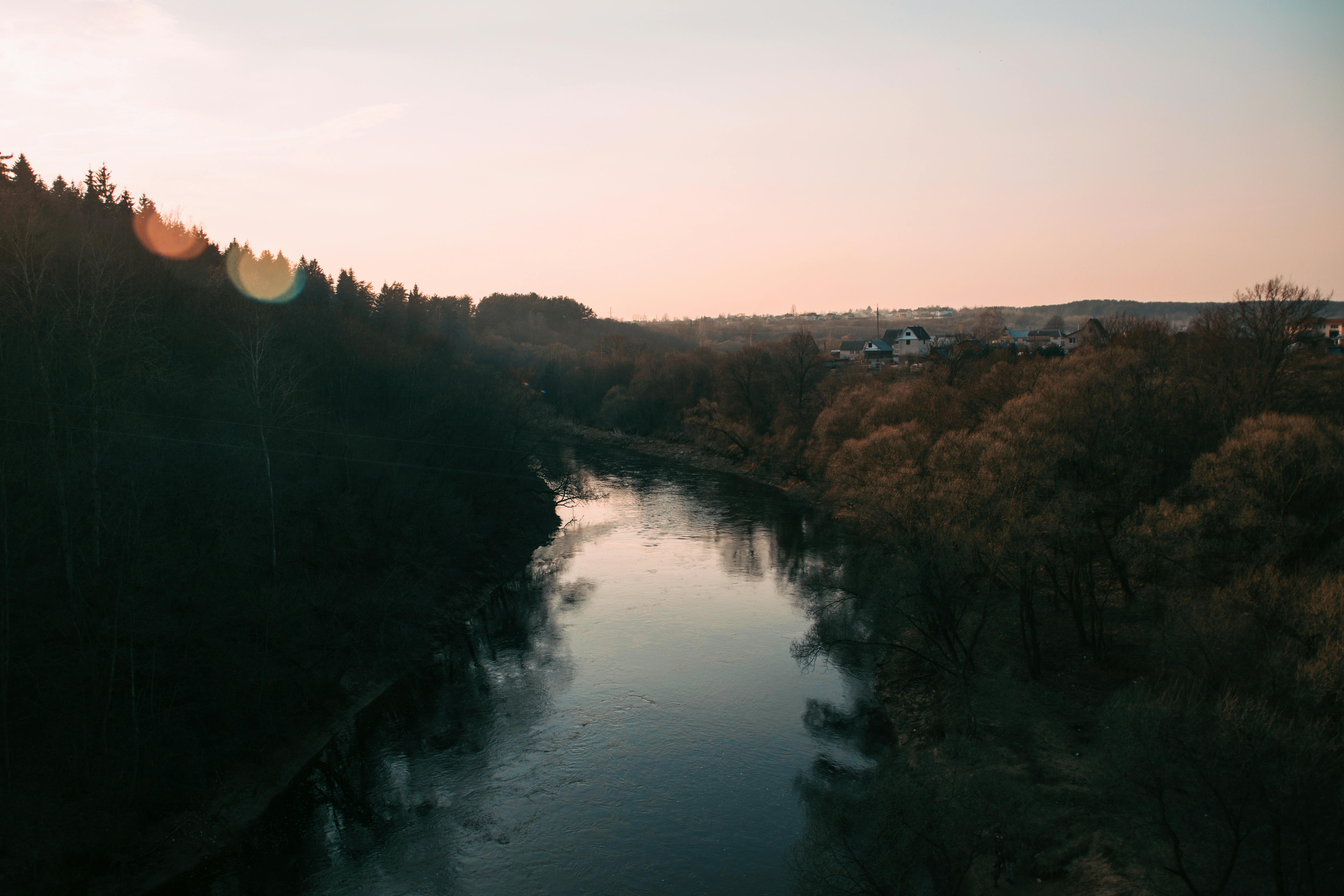 Gray Scale Photo of Trees · Free Stock Photo