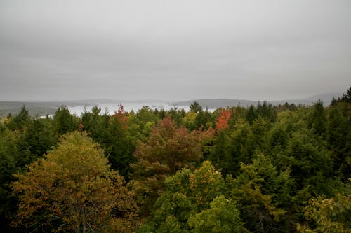 Forest Under Cloudy Sky · Free Stock Photo Forest Under Cloudy Sky · Free Stock Photo