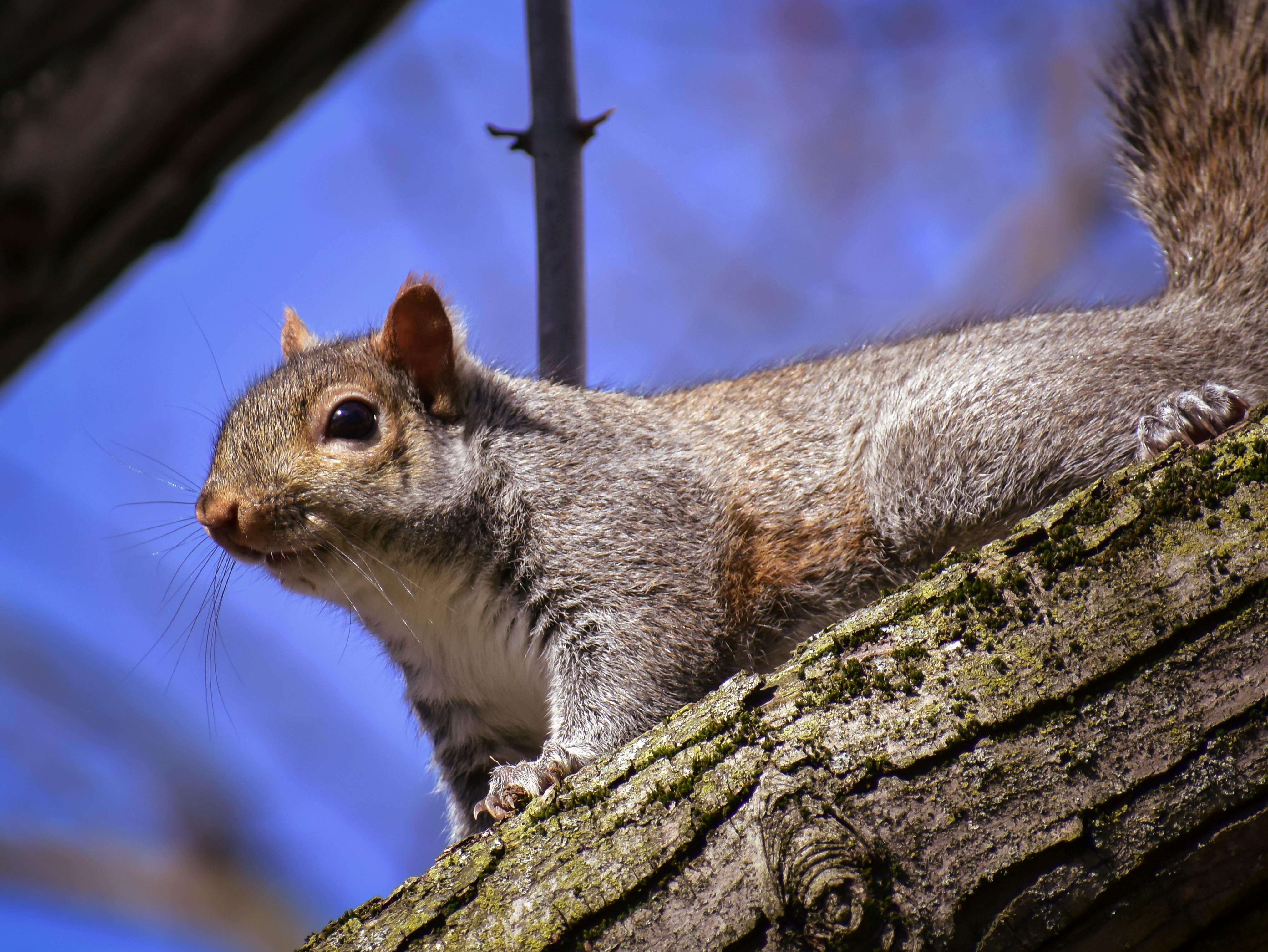 Blue images of squirrel · Pexels · Free Stock Photos
