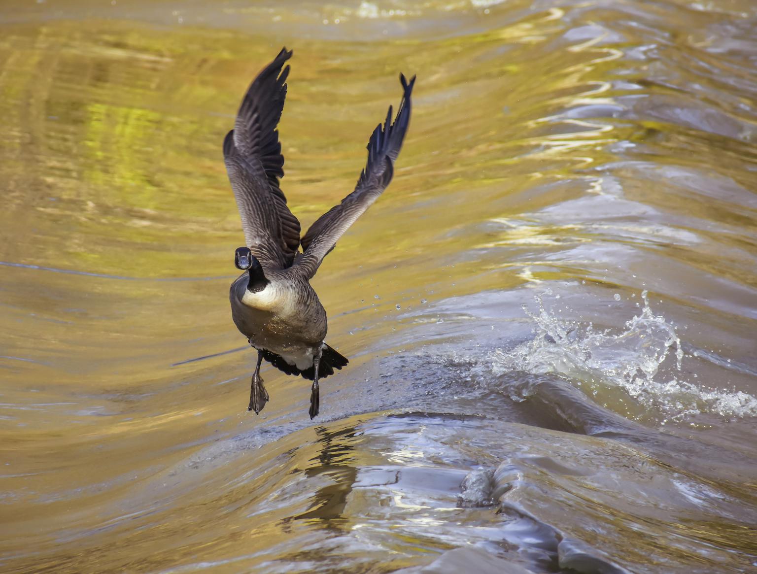 From Outerwear to Luxury: Canada Goose's Rise to Global Fame