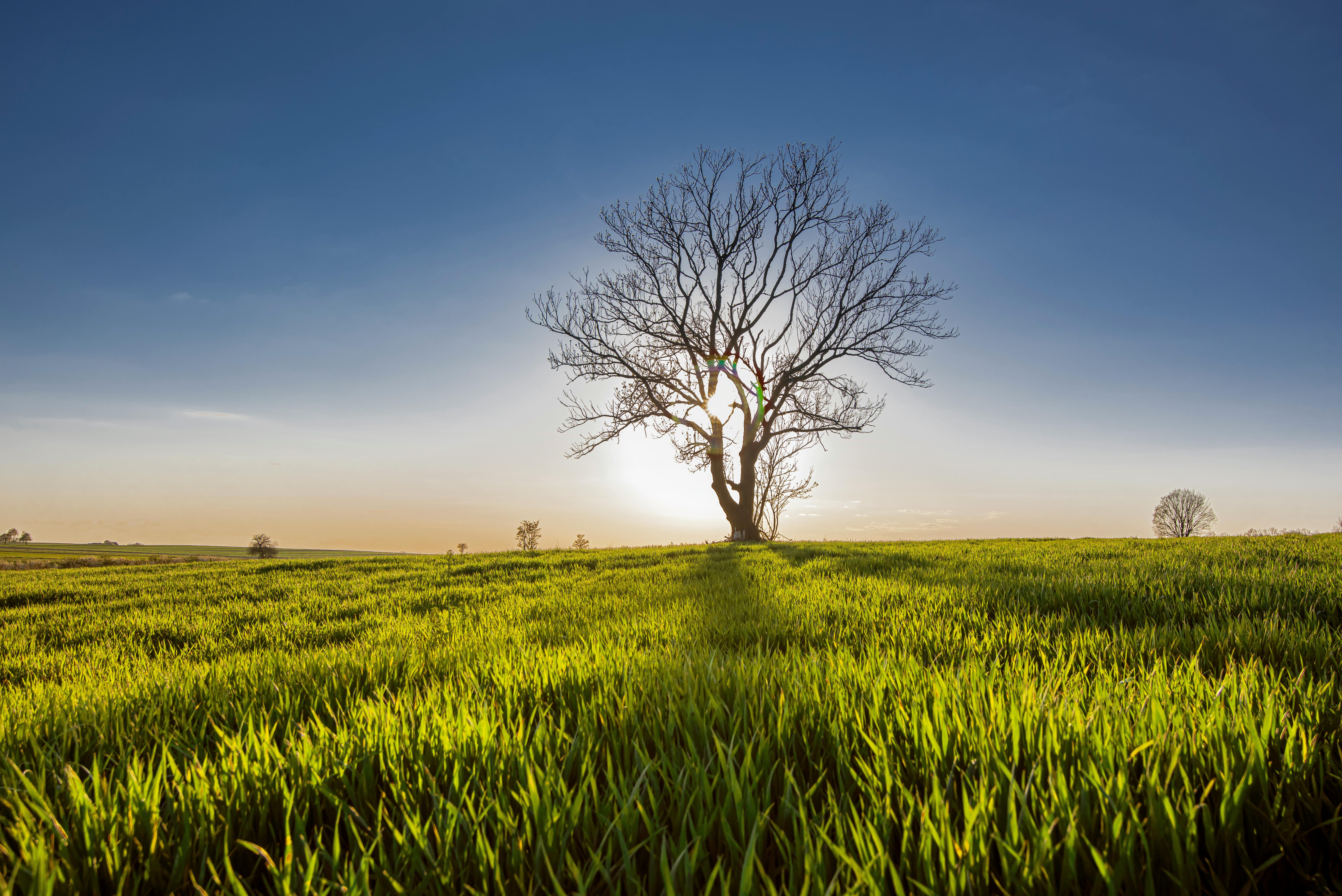 Green meadow with big tree in middle · Free Stock Photo