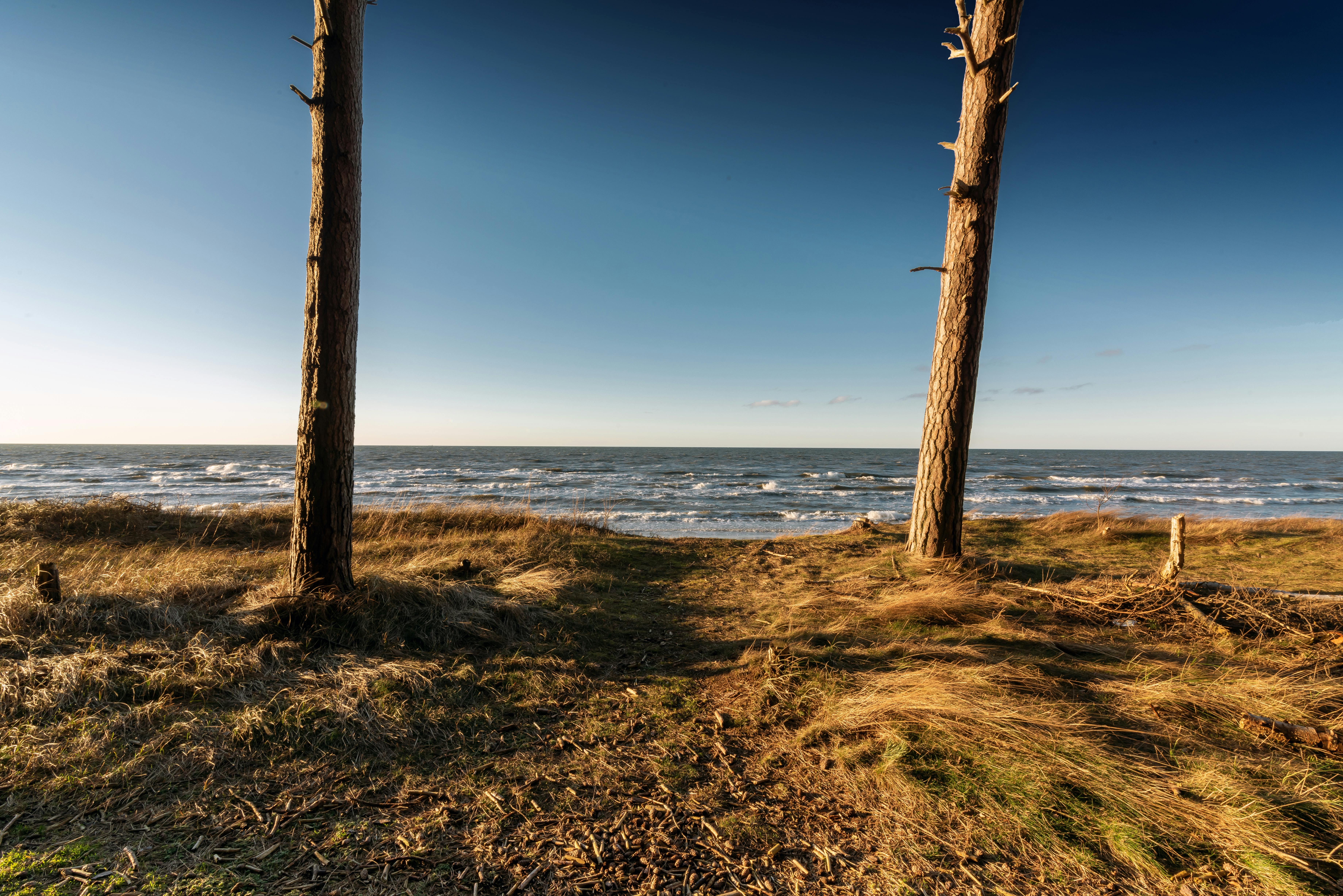 Trees growing near sea on shore · Free Stock Photo