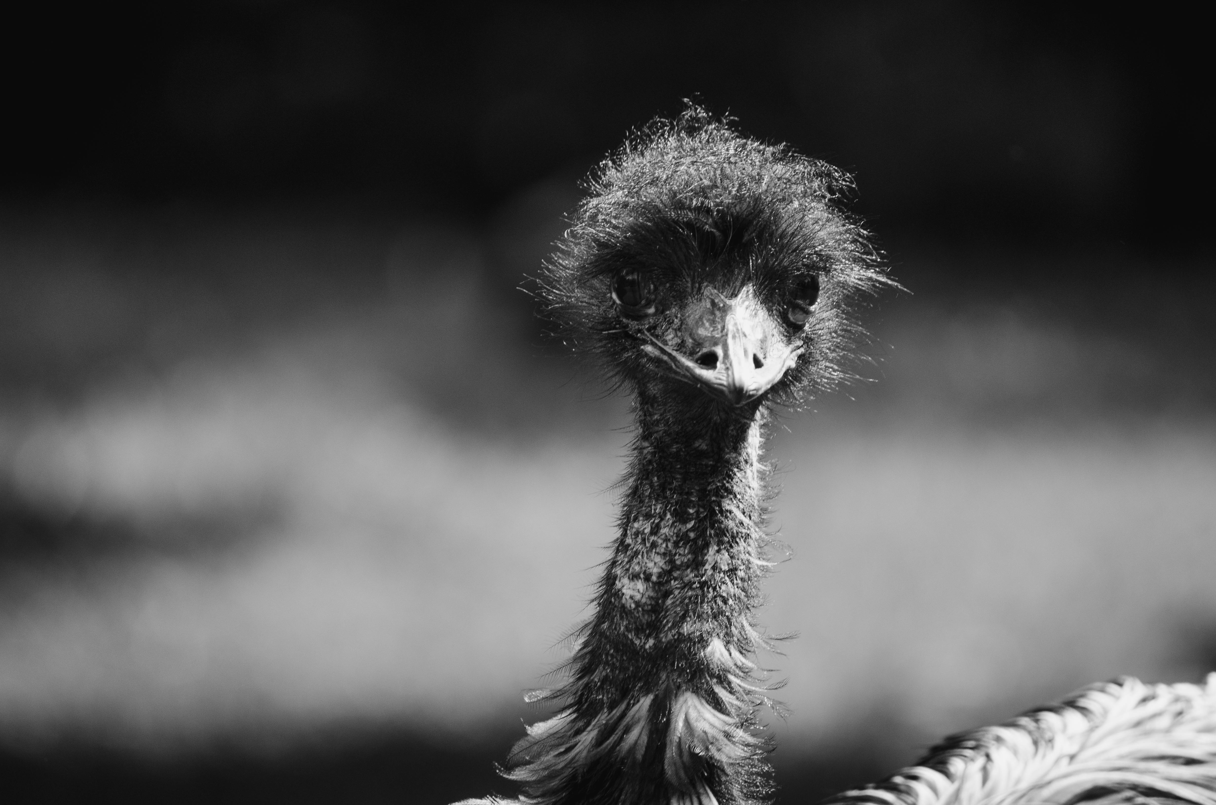 Black Ostrich Head · Free Stock Photo