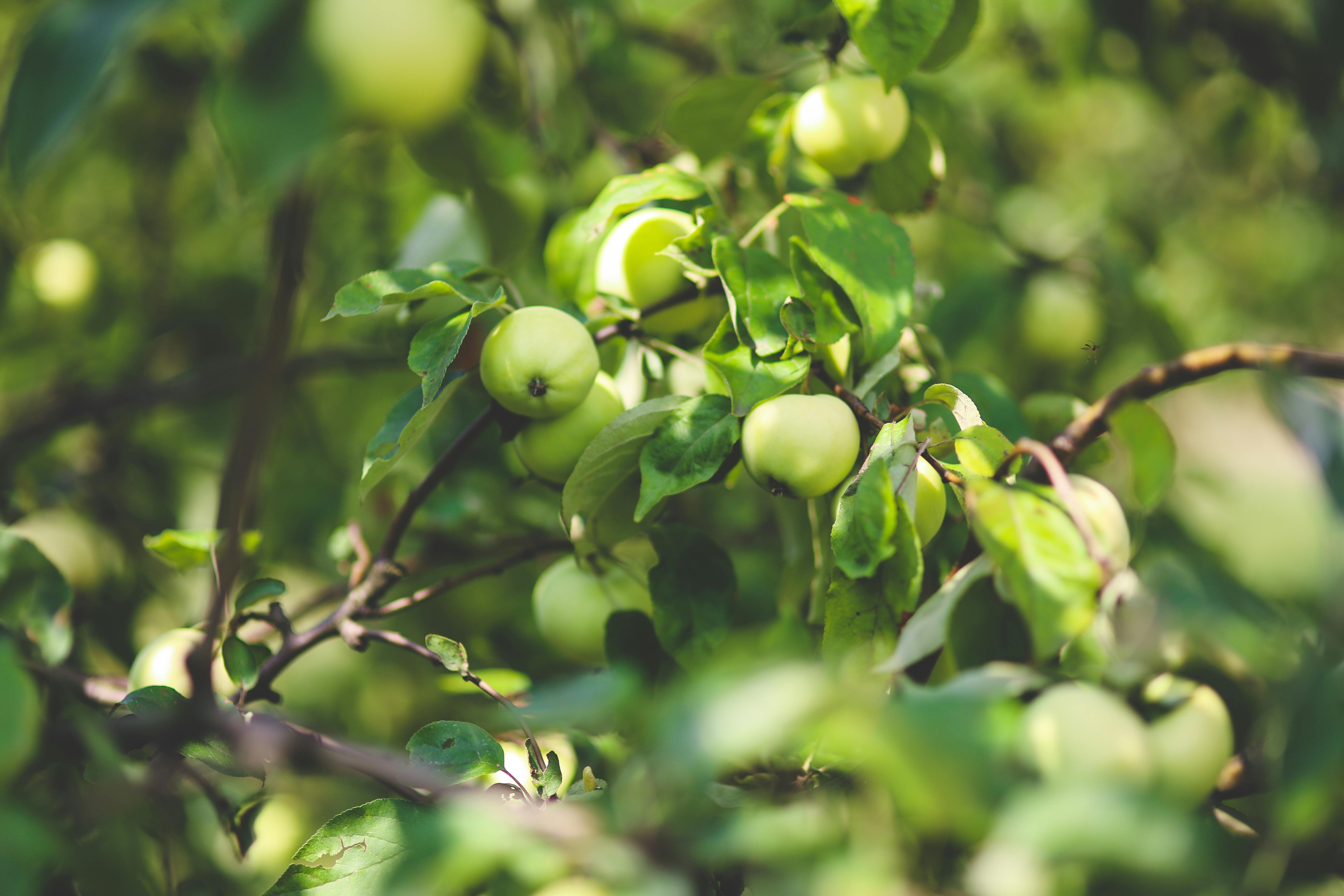 Green apple · Free Stock Photo