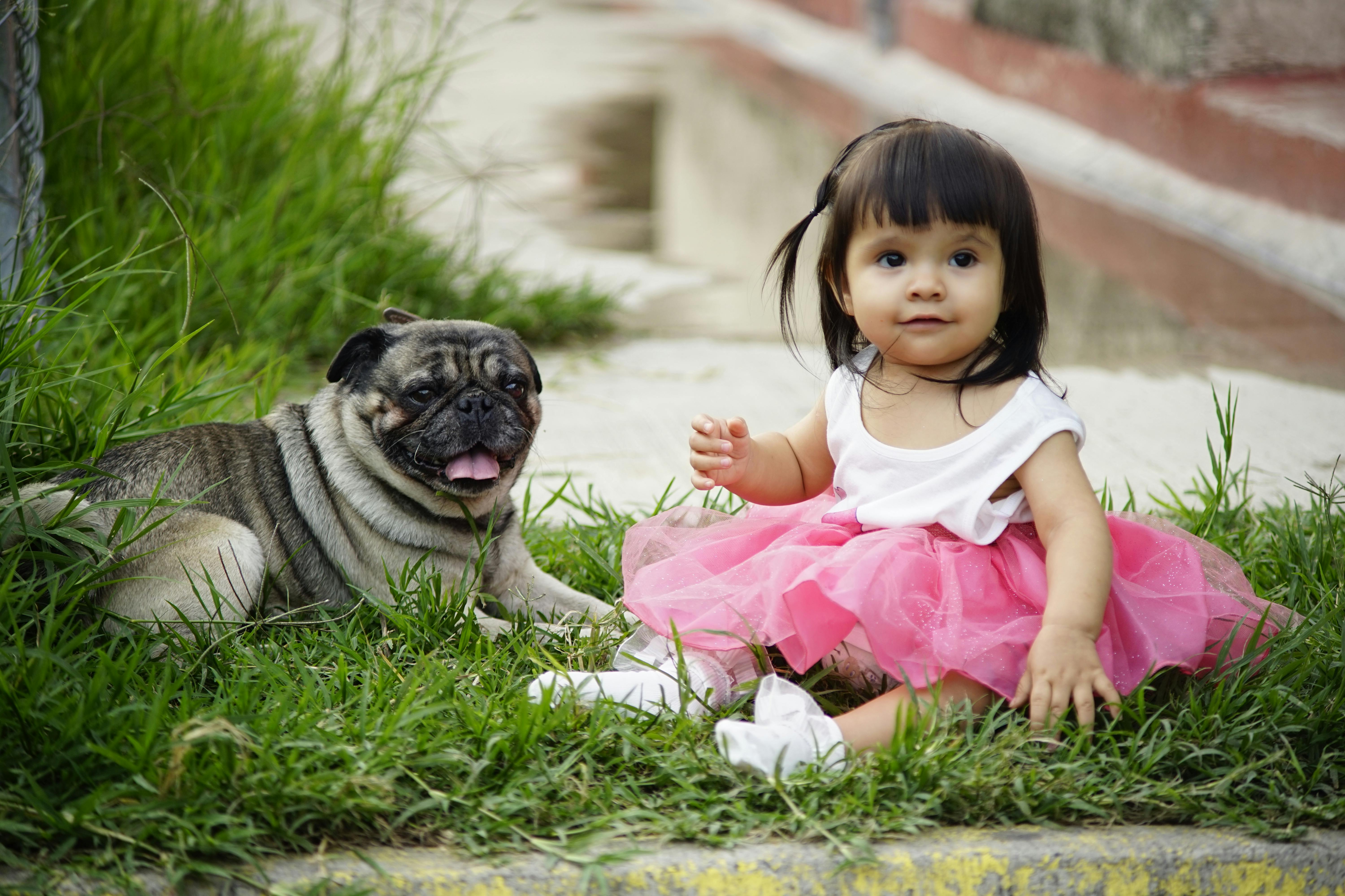 Green Child Pug Photos, Download The BEST Free Green Child Pug Stock ...