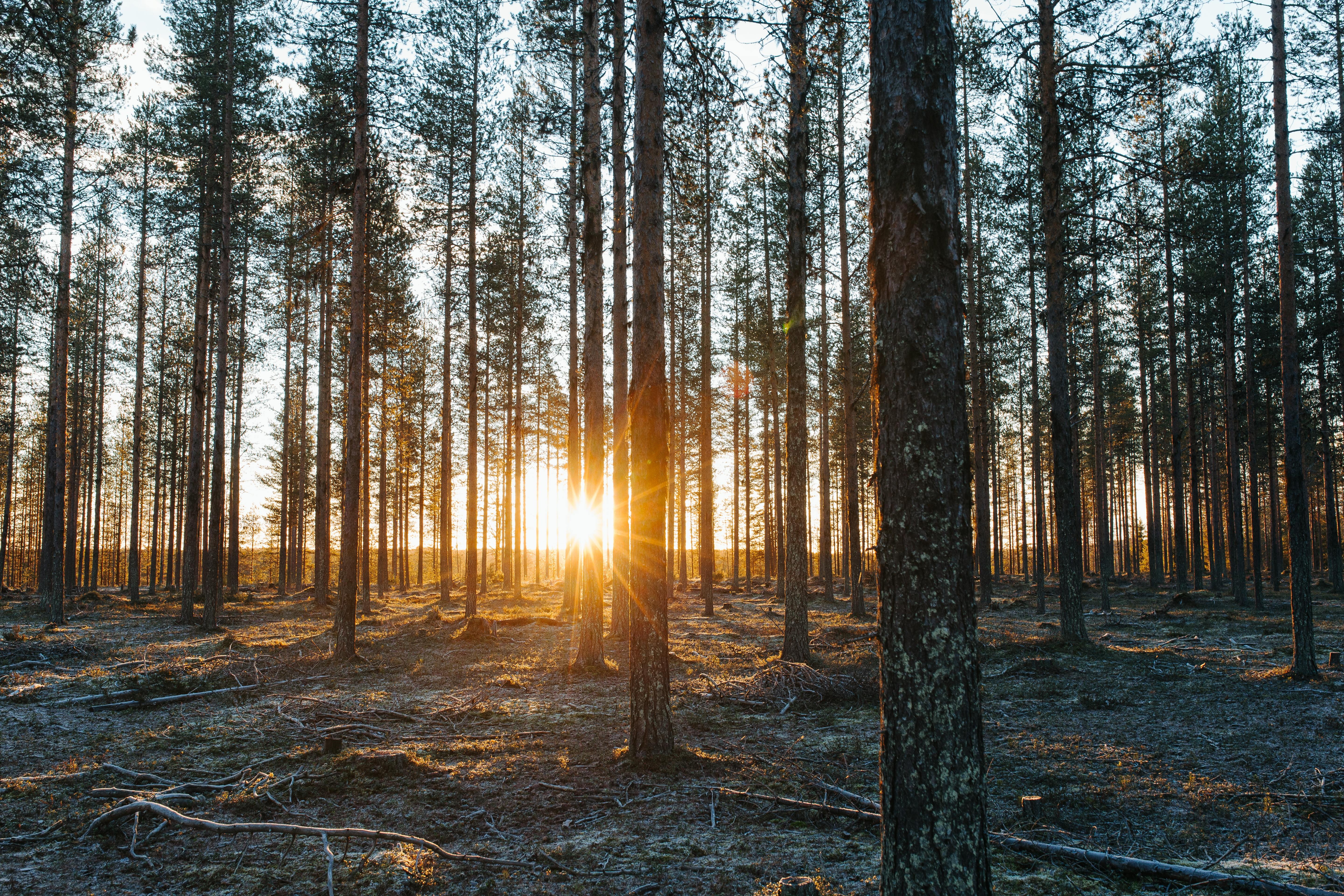 Sunstar Trees Photos, Download The BEST Free Sunstar Trees Stock Photos ...