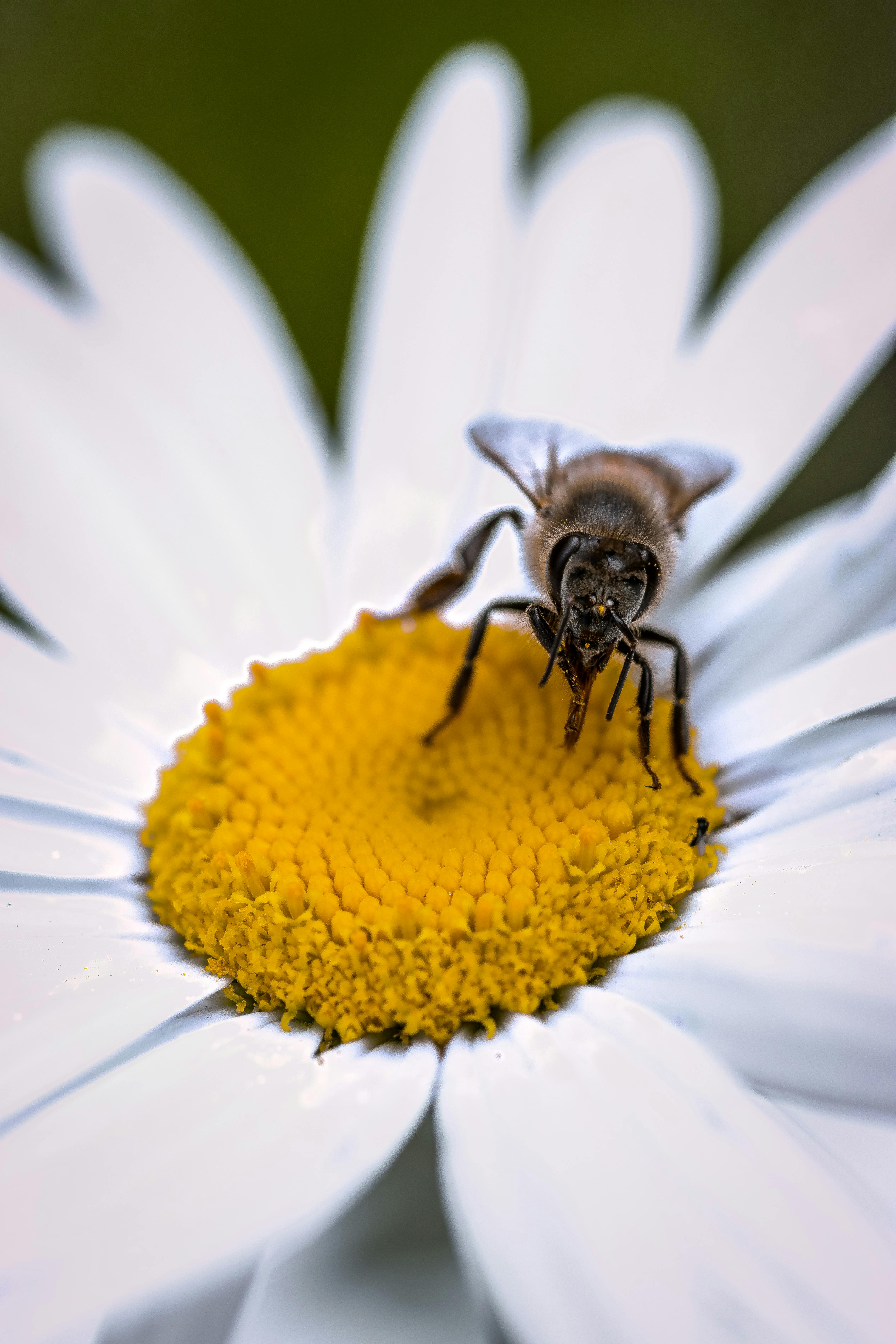 60,000+ Best European Dark Bee Photos · 100% Free Download · Pexels ...