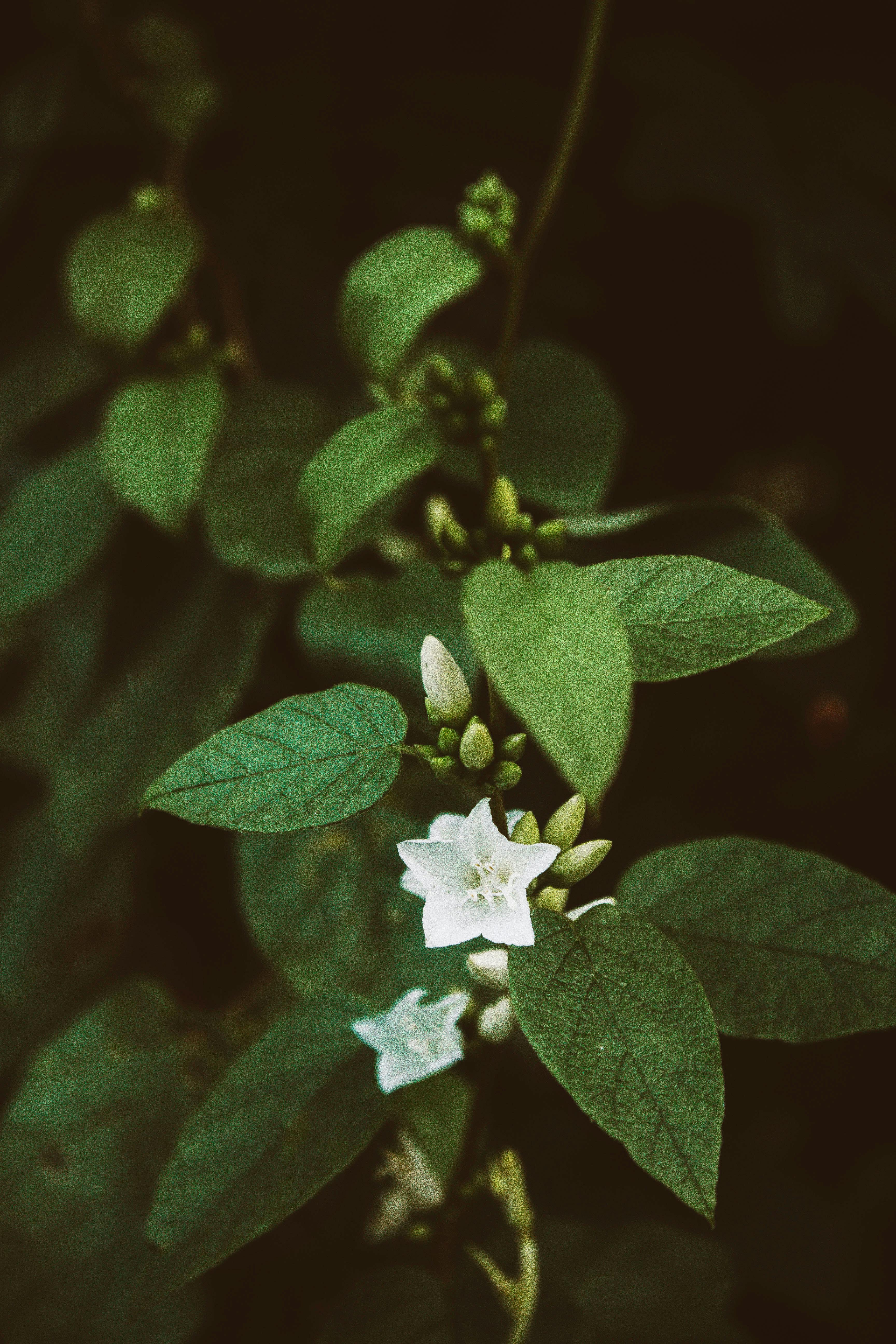 White Bonamia Flowers With Green Leaves · Free Stock Photo