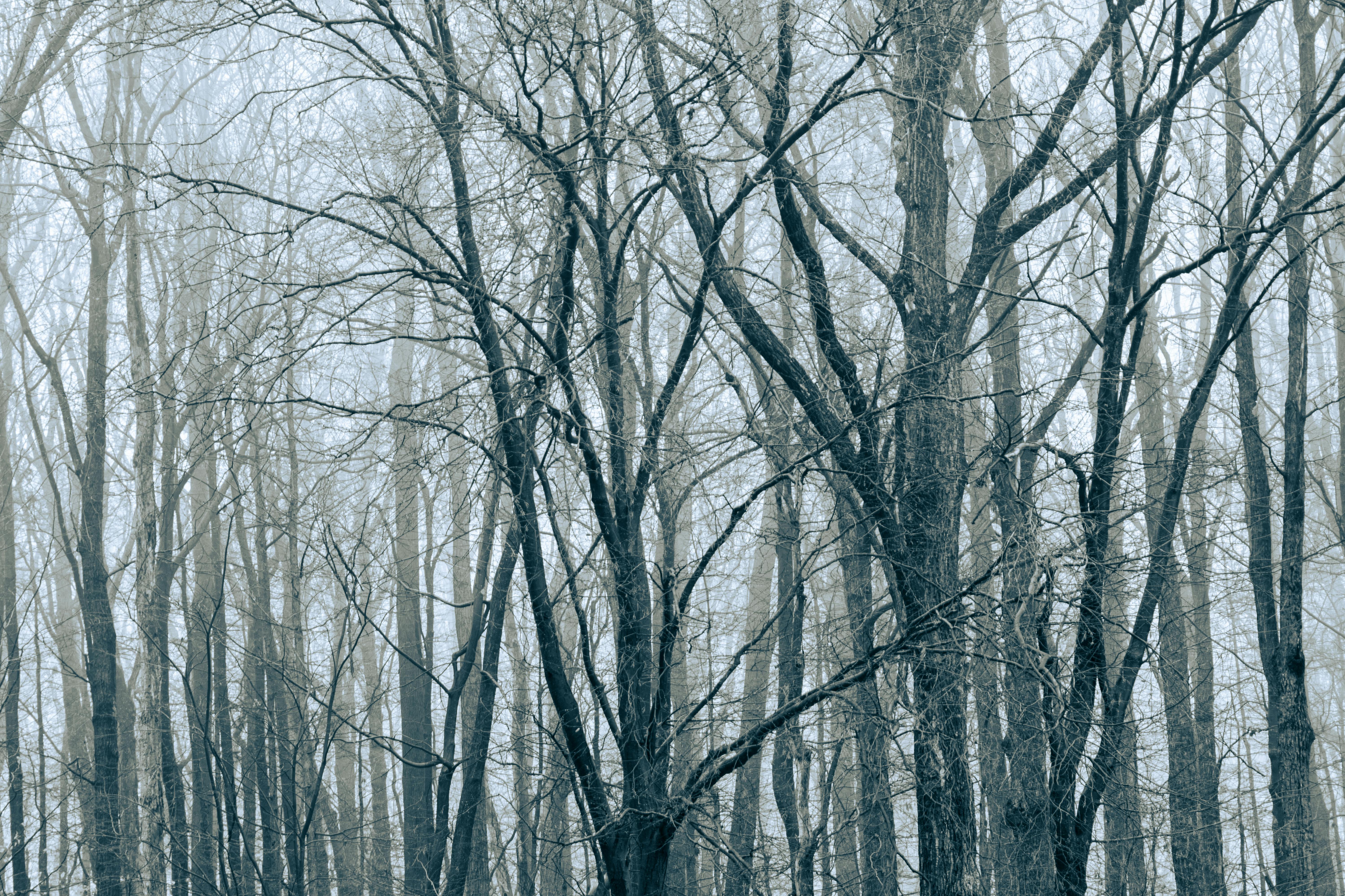Bare Trees · Free Stock Photo