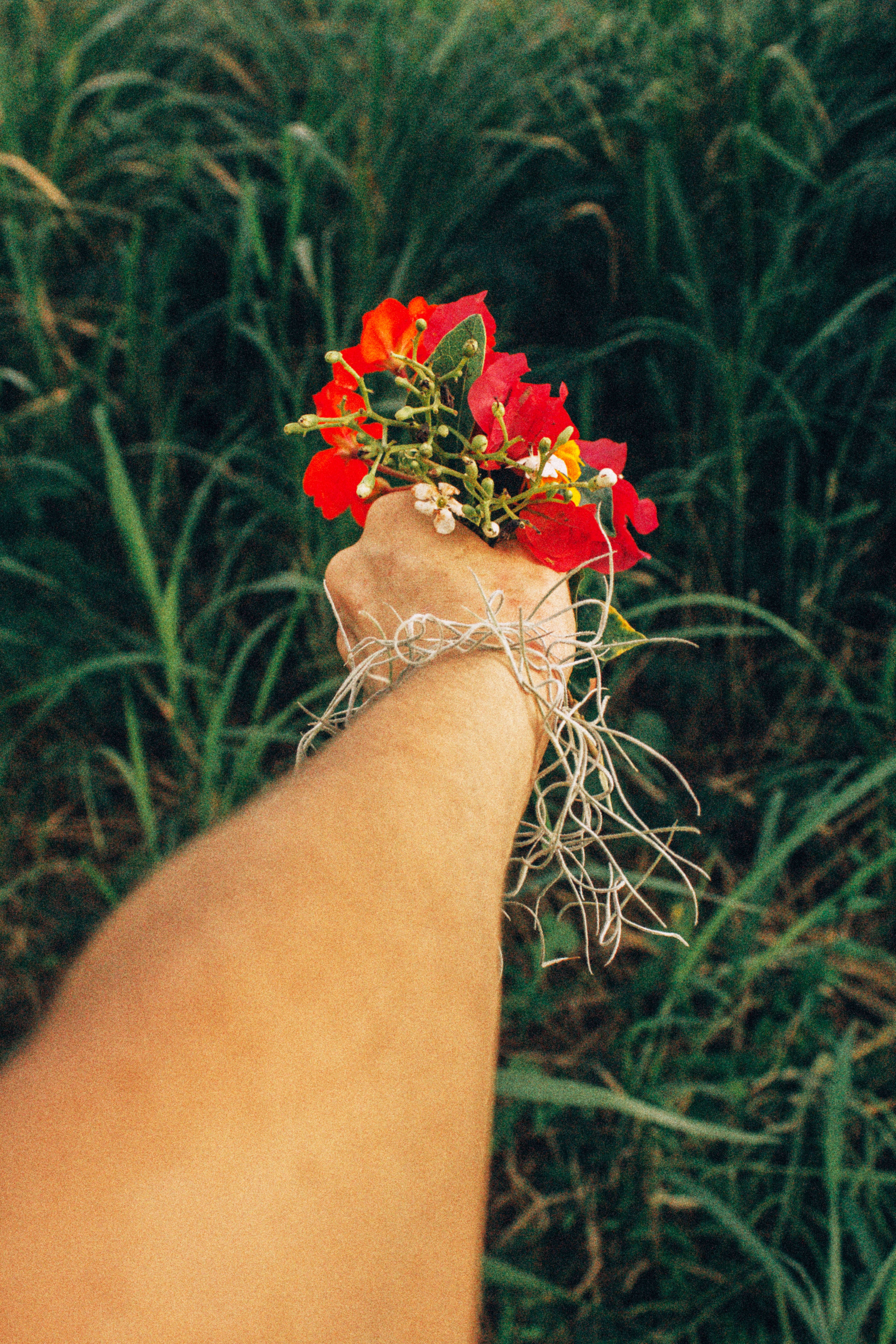 Person Handing Over a Flower · Free Stock Photo