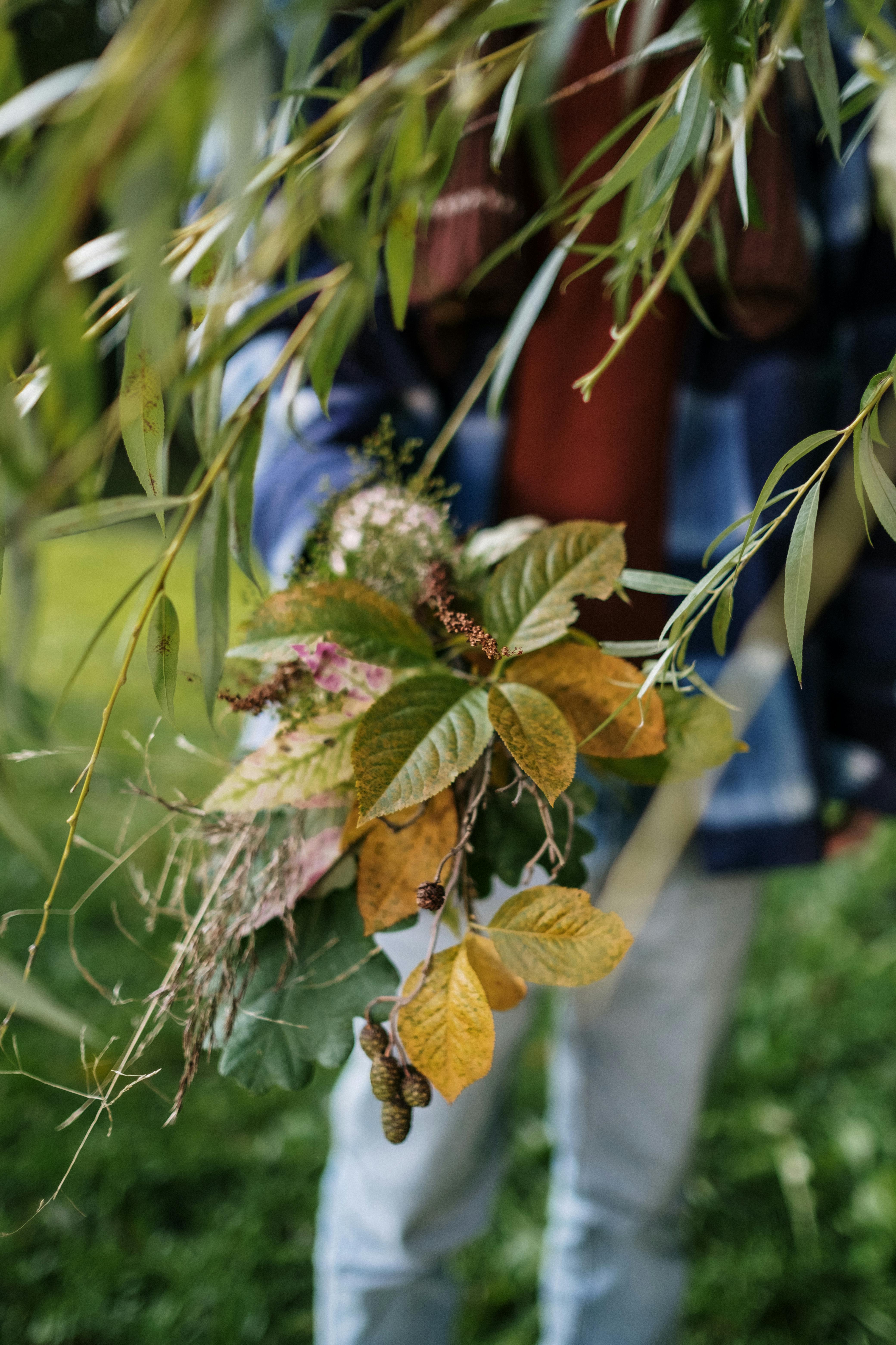 Wilt Tree Photos, Download The BEST Free Wilt Tree Stock Photos & HD Images