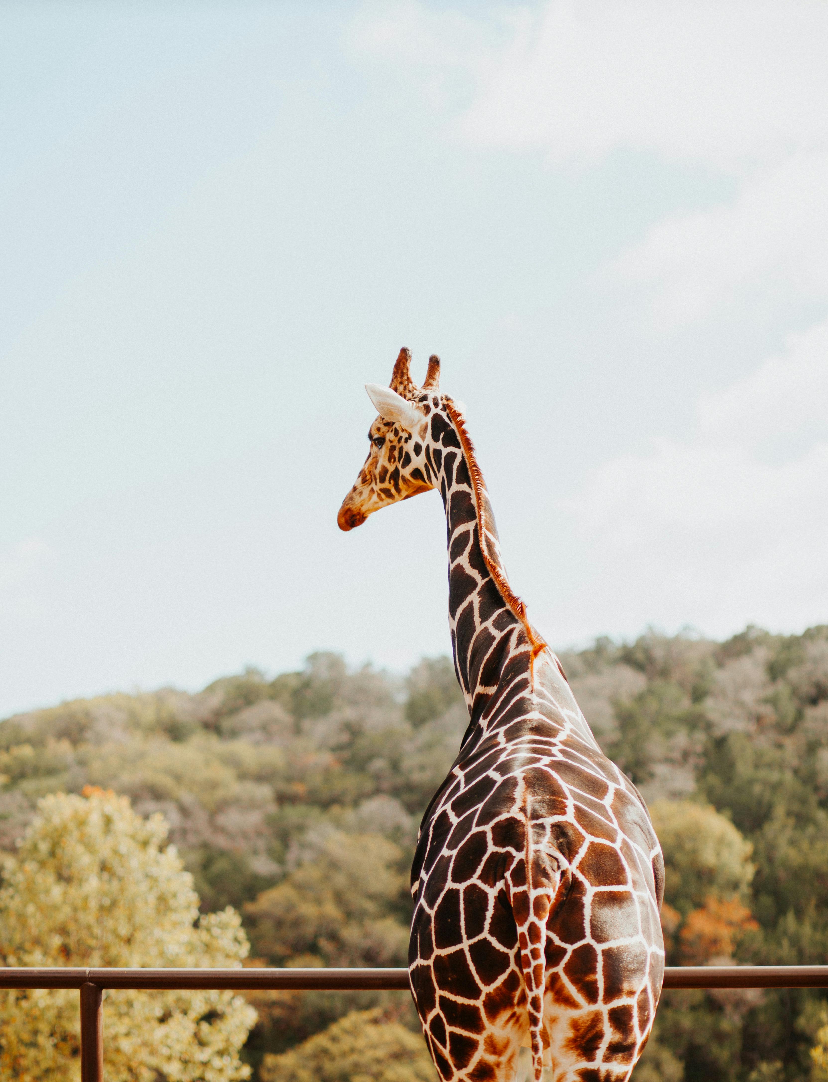 600+ Best Giraffe Photos · 100% Free Download · Pexels Stock Photos