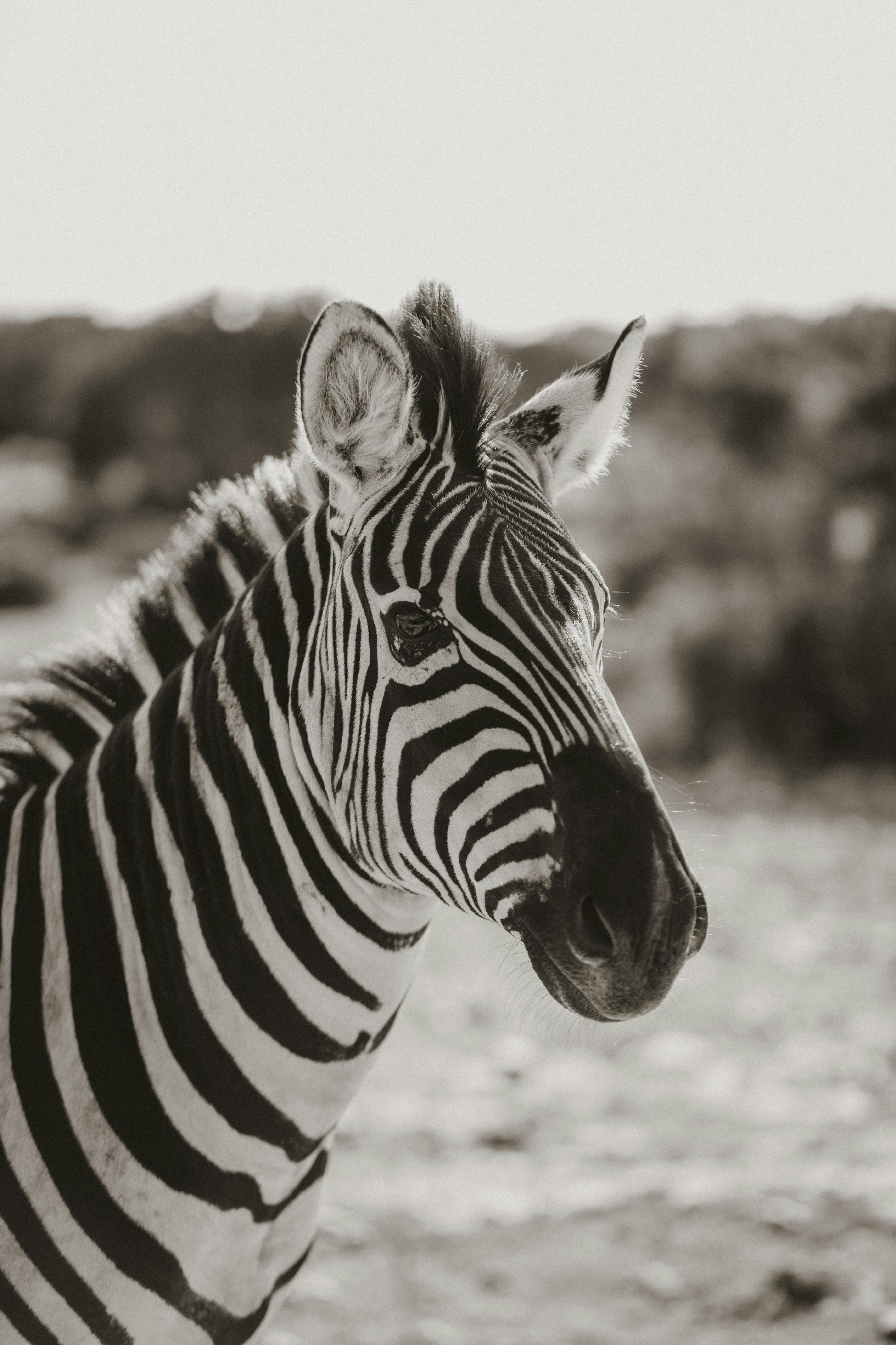 Grayscale Photo of a Zebra · Free Stock Photo