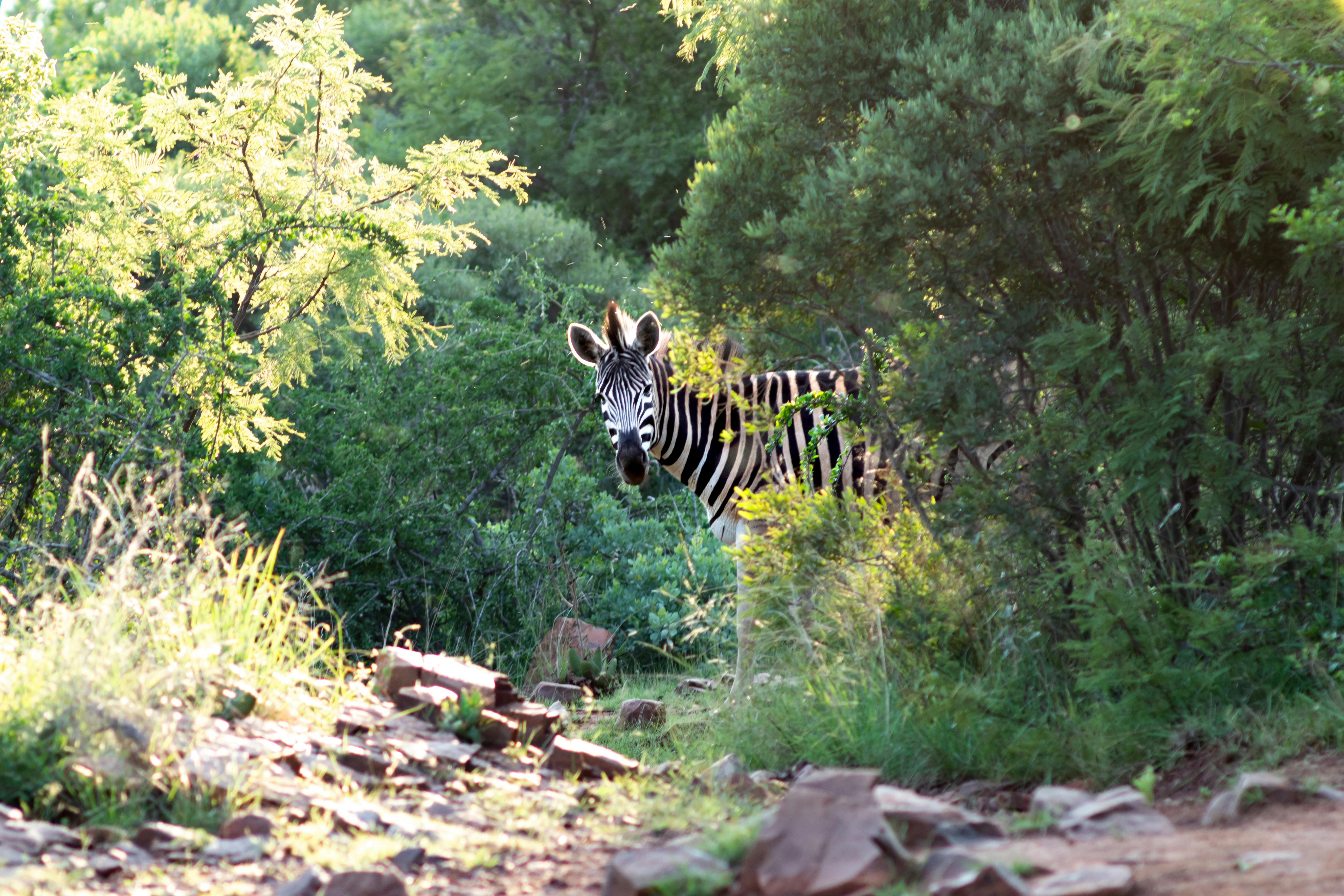 Zebra Behind the Green Trees · Free Stock Photo
