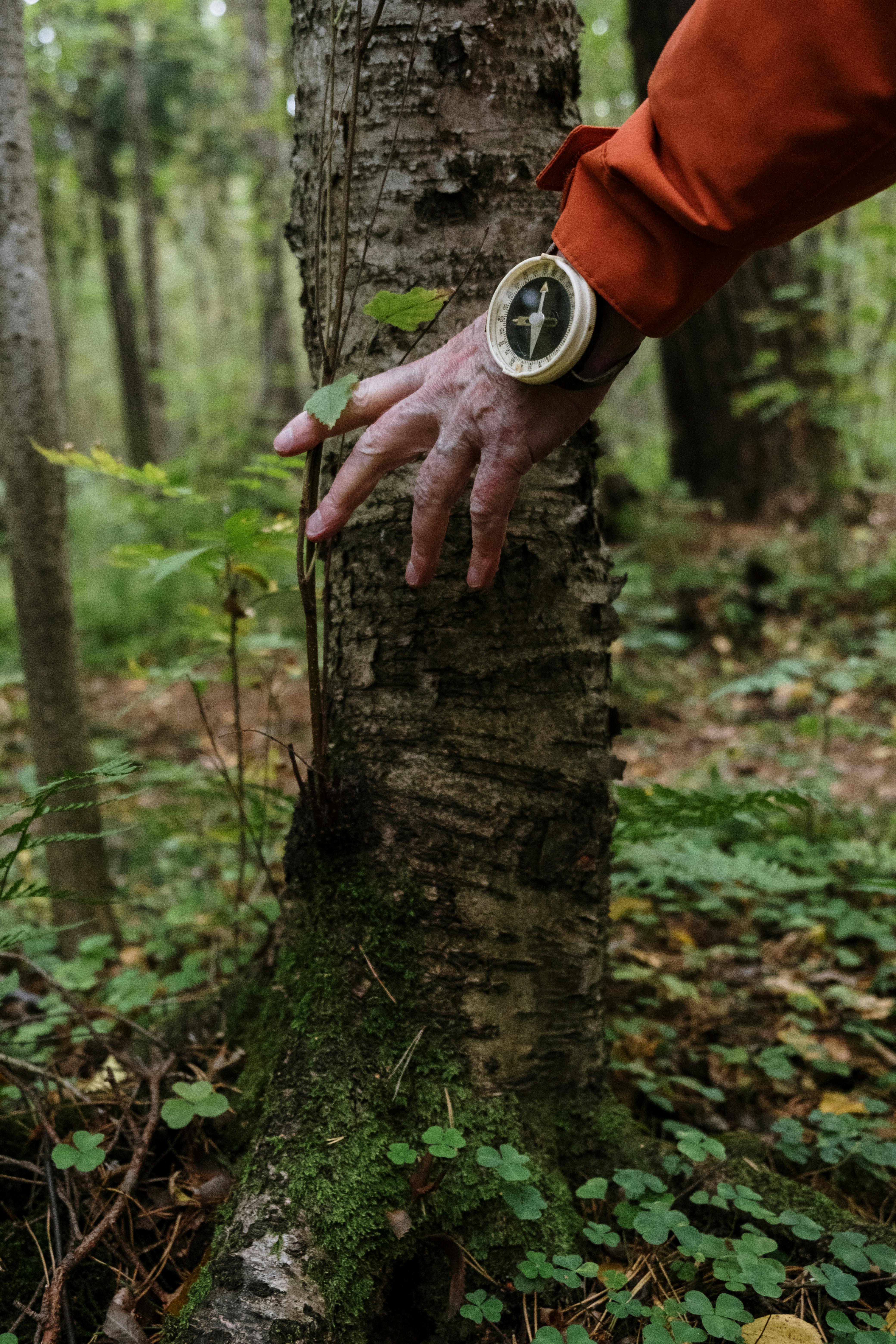Man Hand with Compass near Tree in Forest · Free Stock Photo